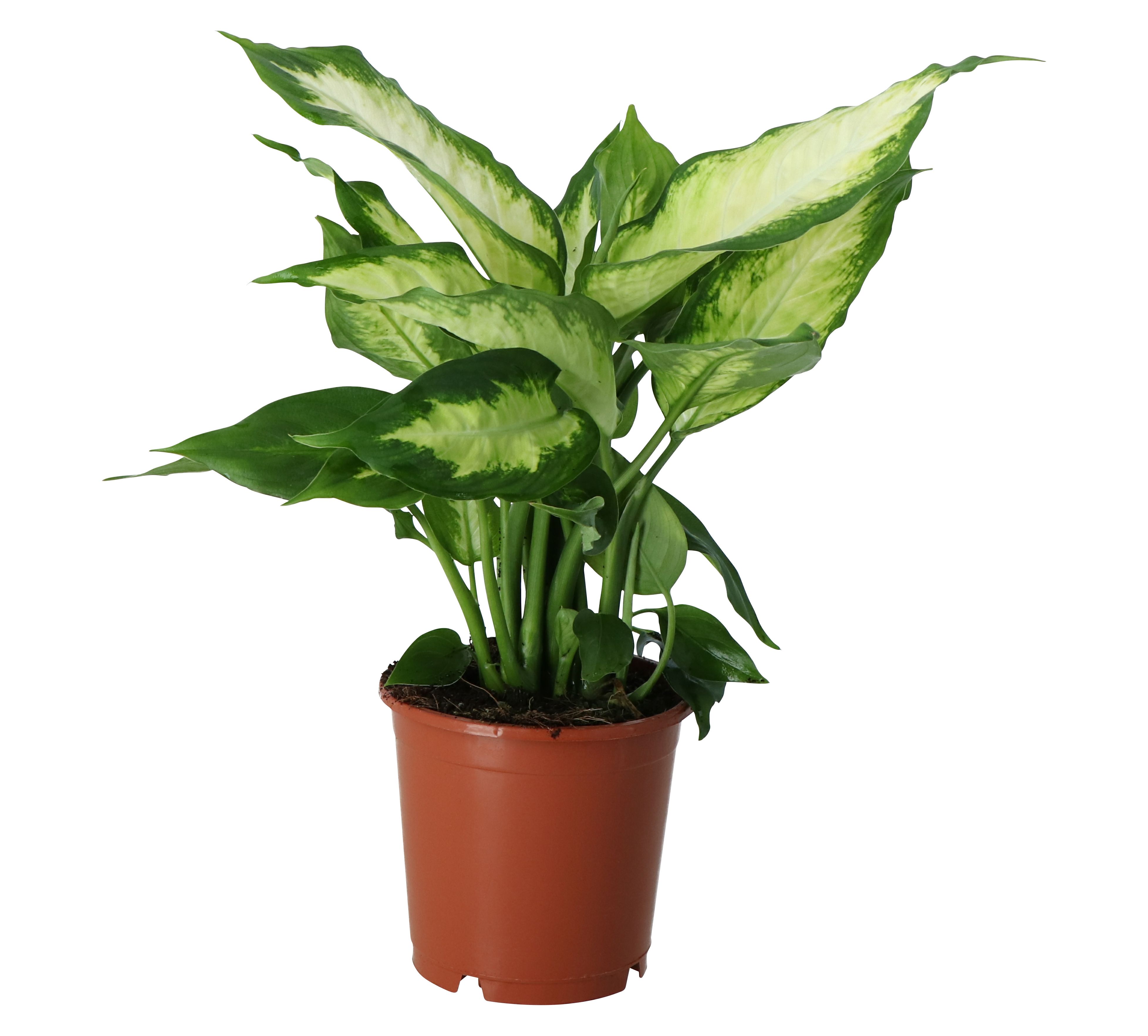 Leopard lily in 12cm Terracotta Variegated foliage plant Plastic Grow ...