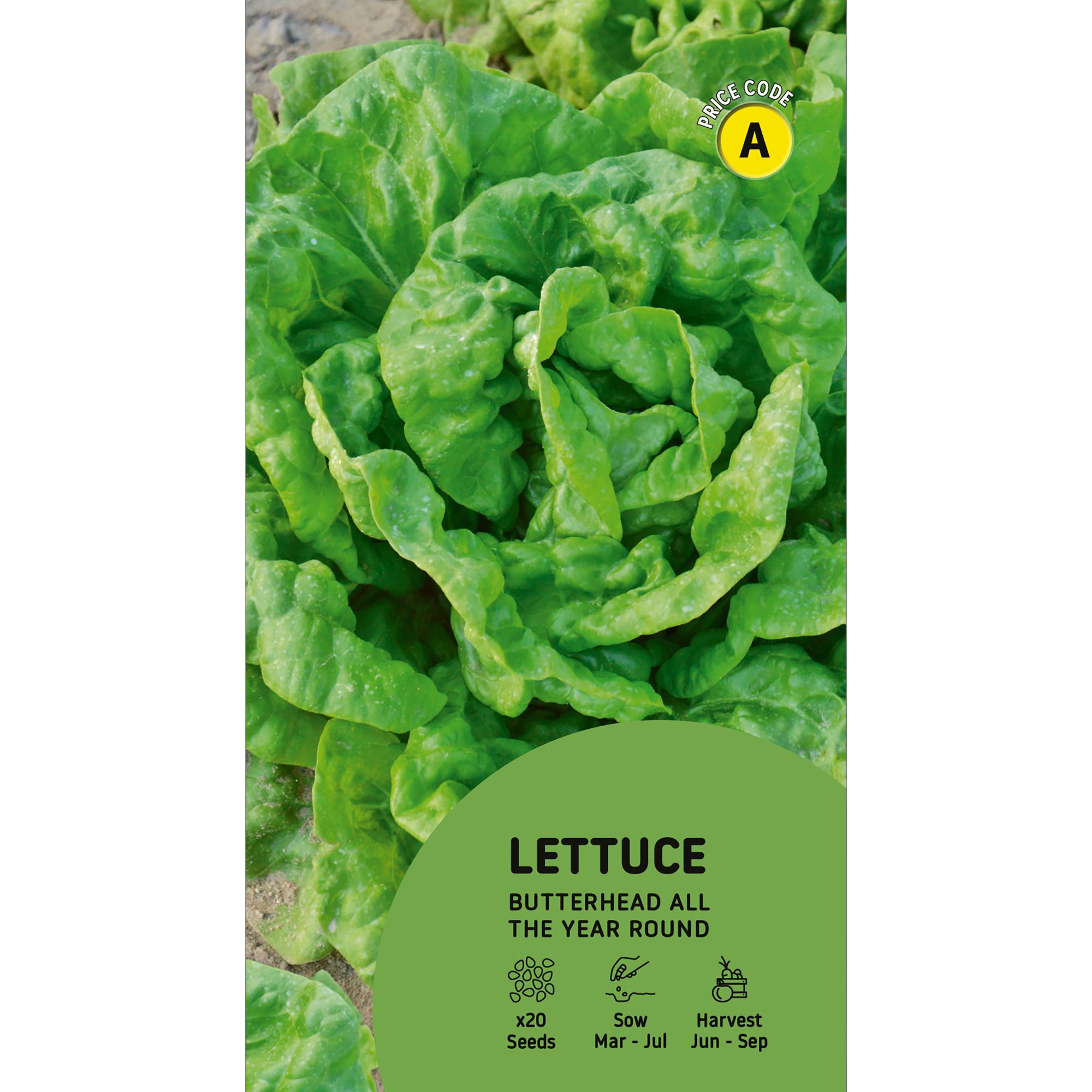 Lettuce 'Butterhead All The Year Round' Vegetable Seeds