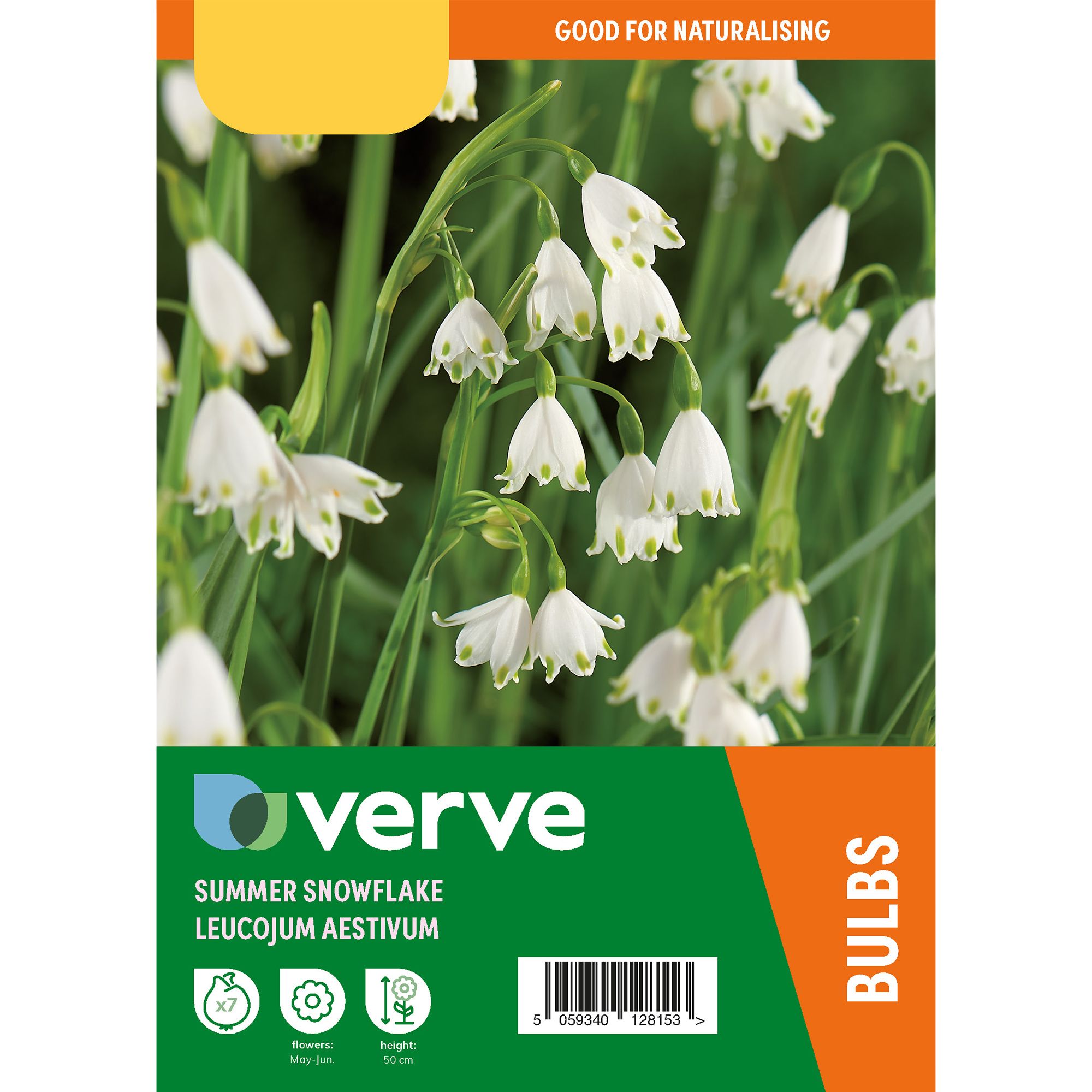 Leucojum aestivum 7 Flower bulbs, Summer snowflake