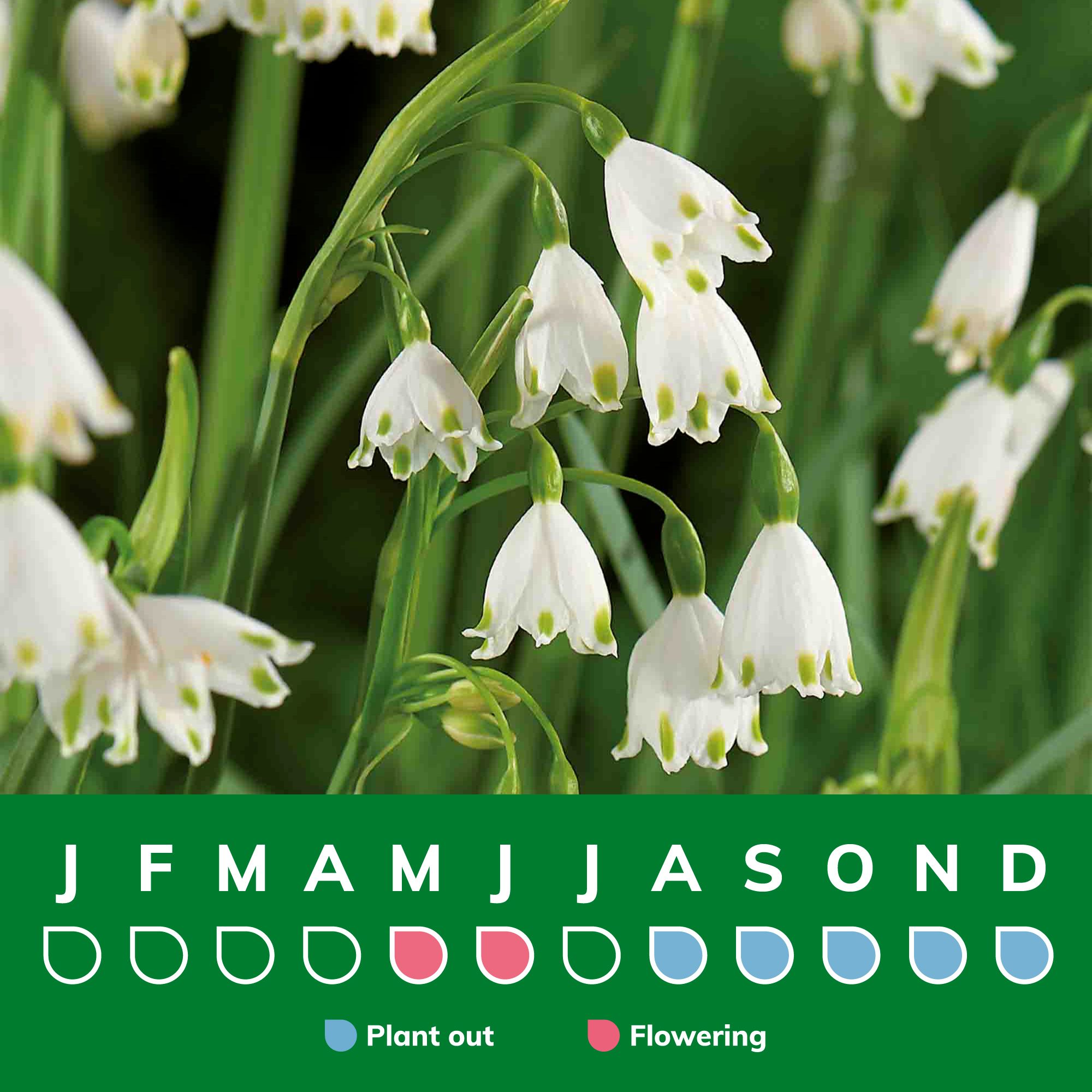 Leucojum aestivum 7 Flower bulbs, Summer snowflake