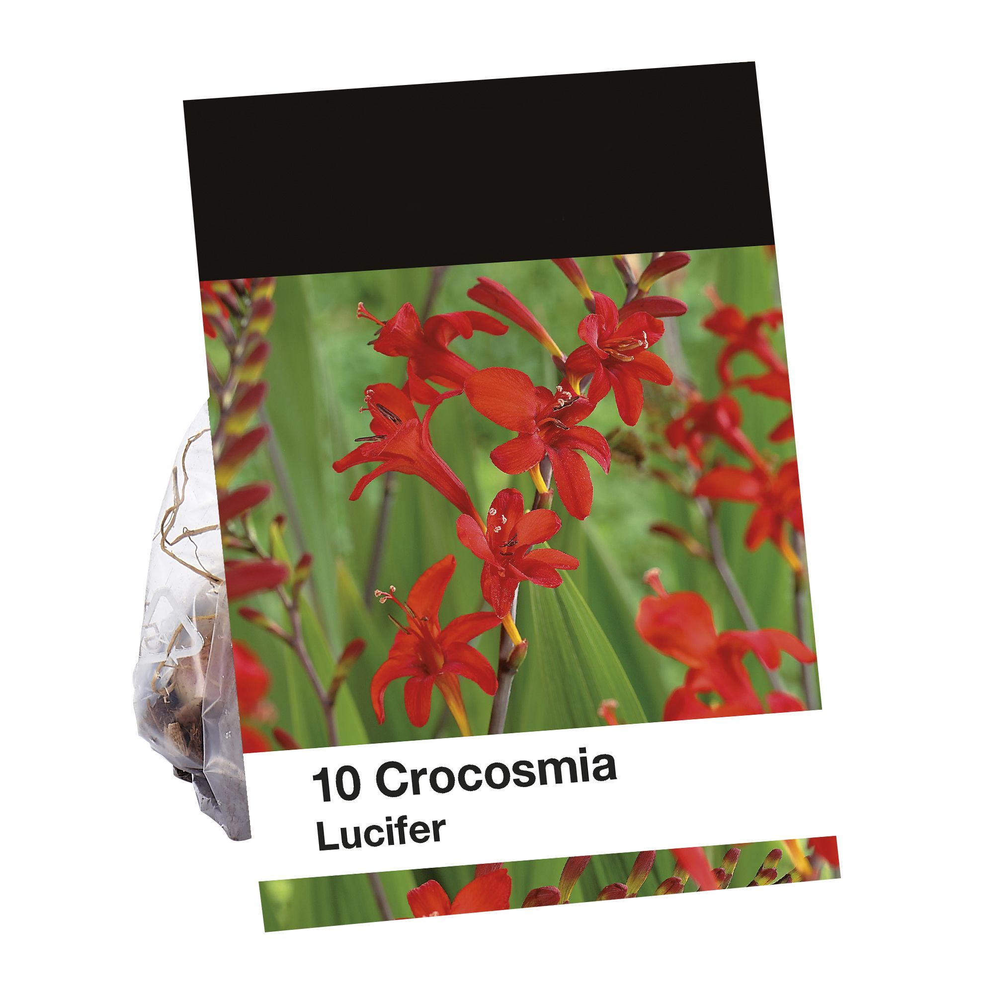Lucifer Crocosmia Flower bulb | DIY at B&Q