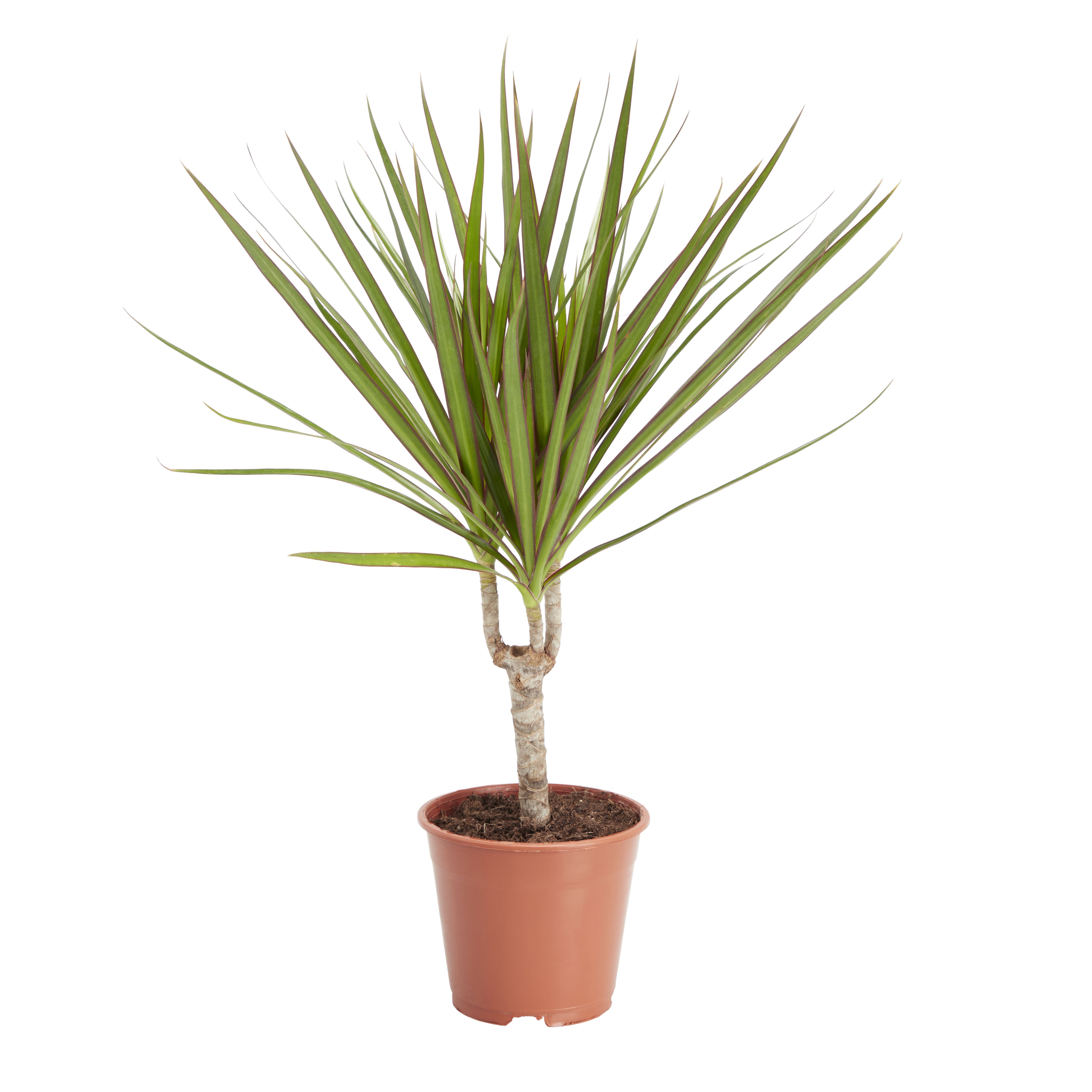 Madagascar dragon tree Pot | DIY at B&Q