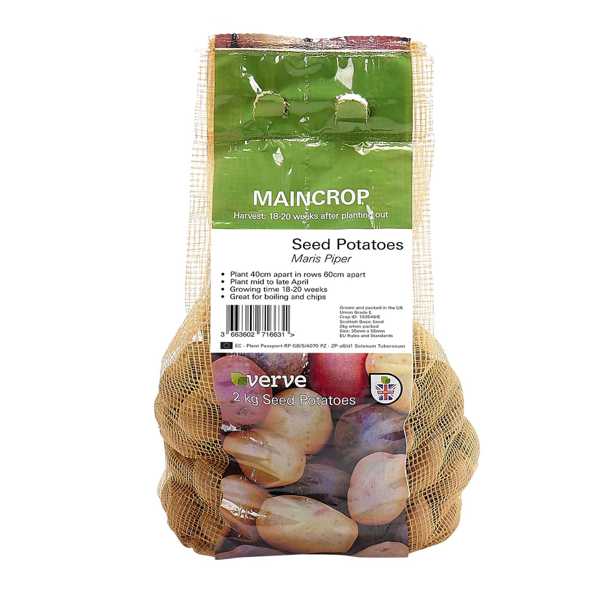 Marris piper Potato Bulb