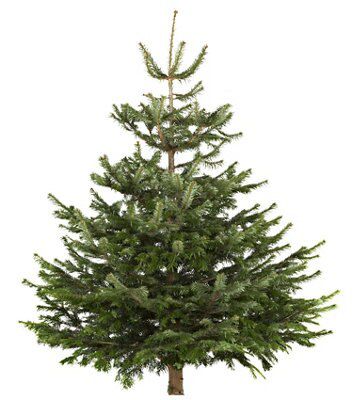 MEDIUM CUT NORDMAN FIR 150/200CM | DIY at B&Q