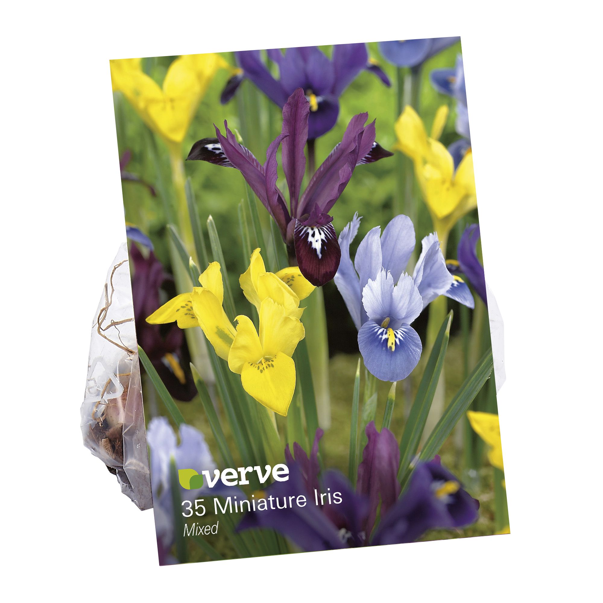 Miniature iris mixed 35 Flower bulbs