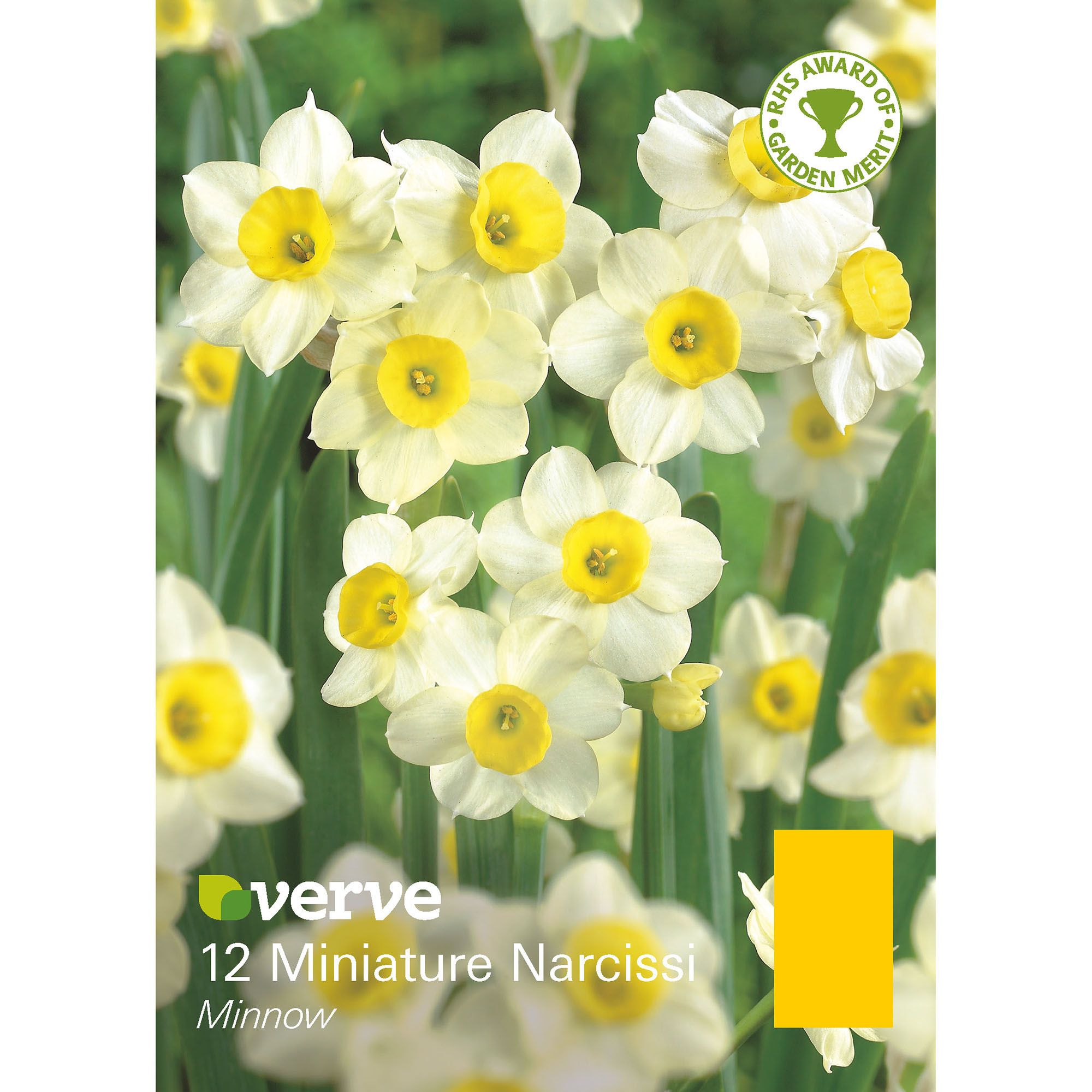 Minnow Flower bulb, Pack | DIY at B&Q