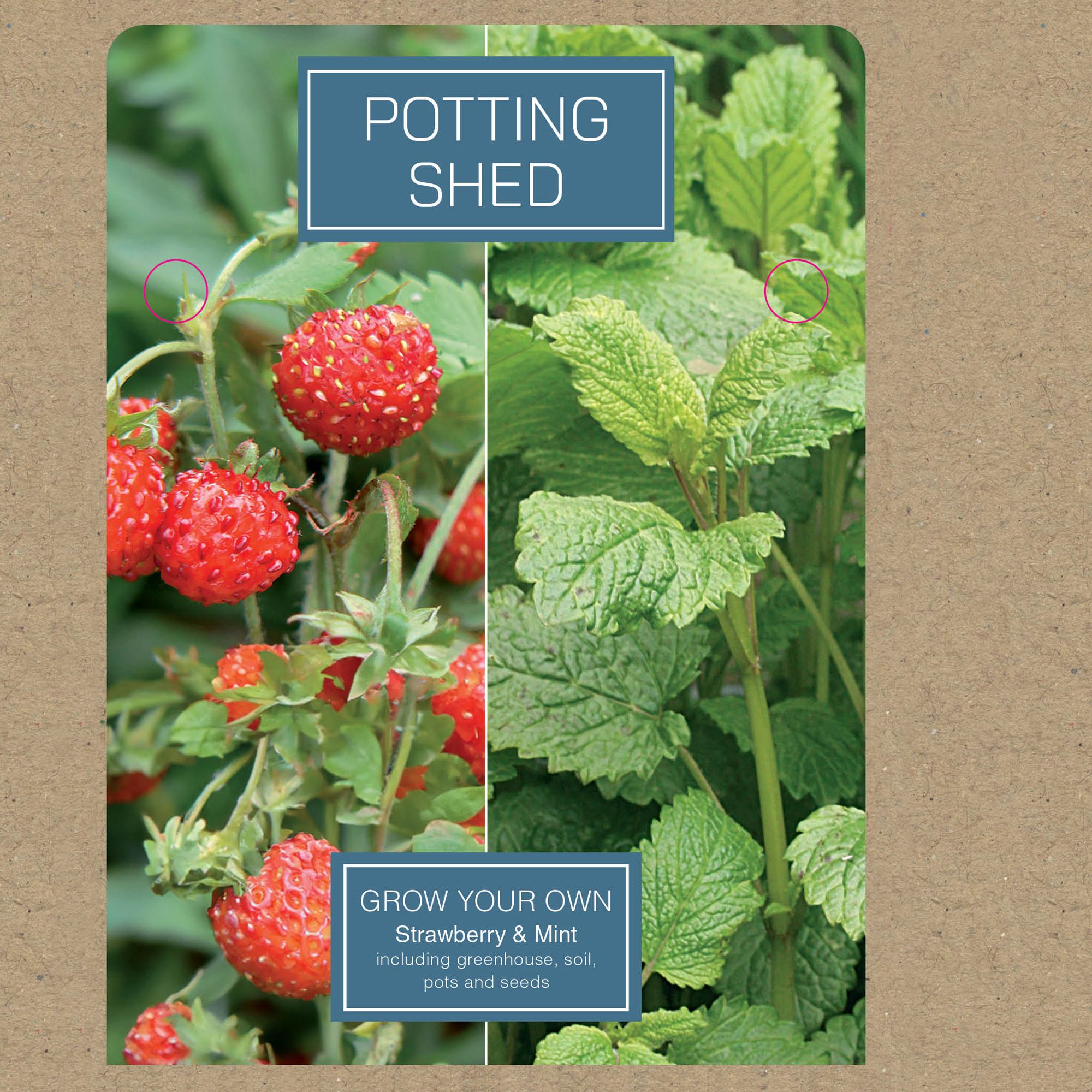 Mint Growing kit, Set of 5 | DIY at B&Q