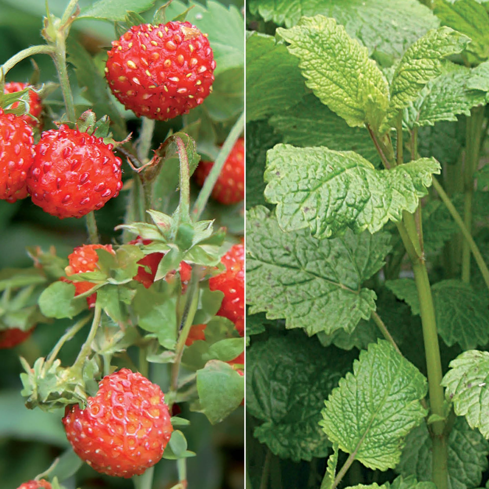 Mint Growing kit, Set of 5