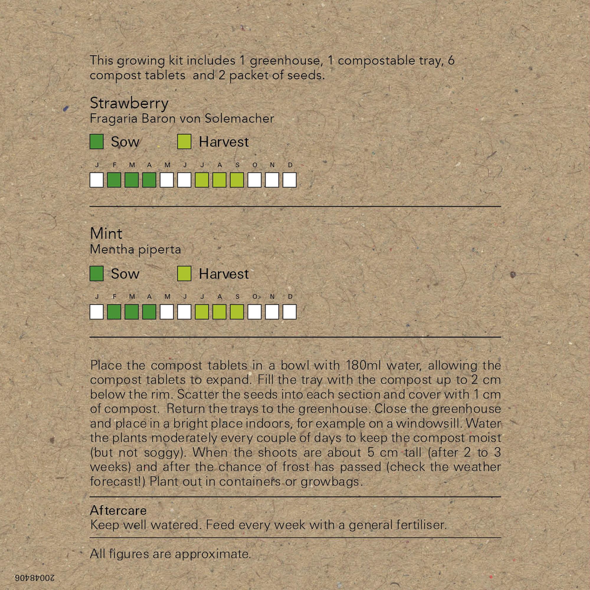 Mint Growing kit, Set of 5