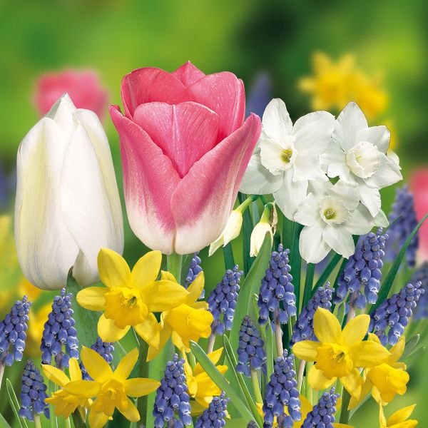 Mixed bulbs | DIY at B&Q