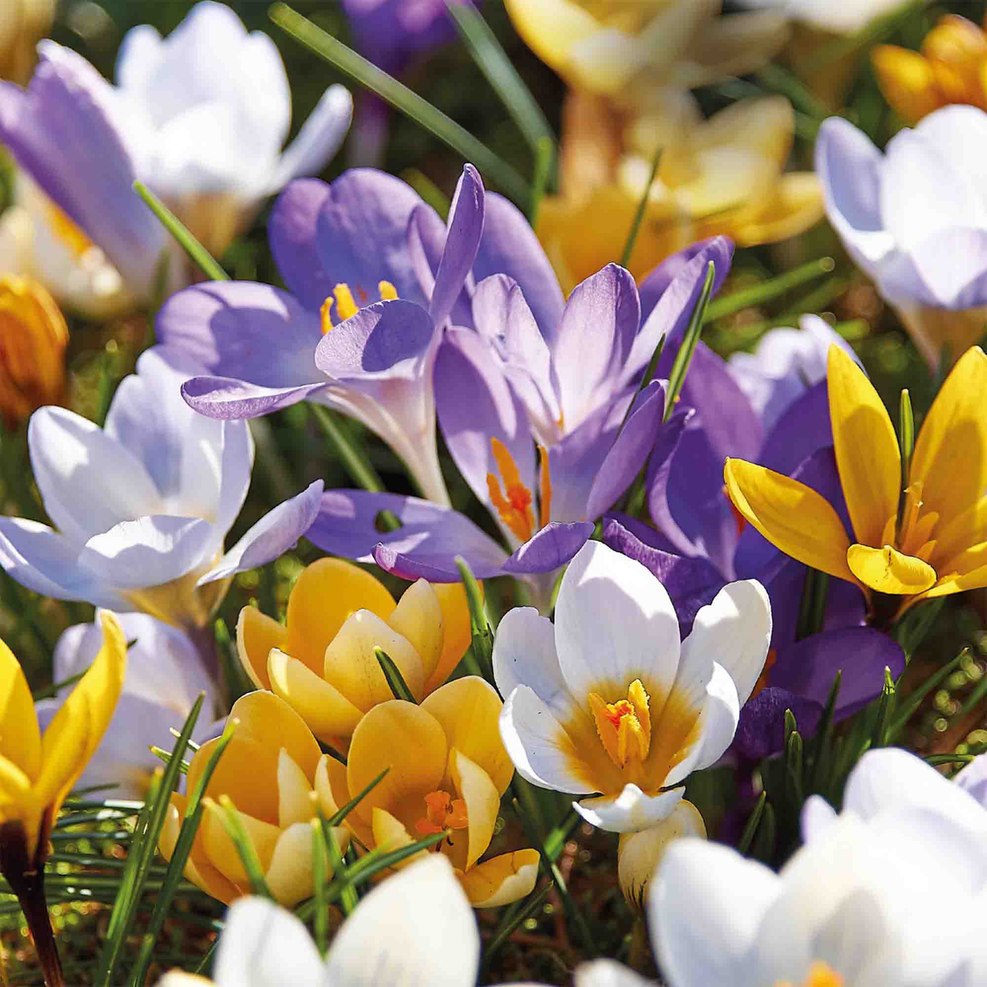 Mixed Crocus (early) 60 Flower bulbs
