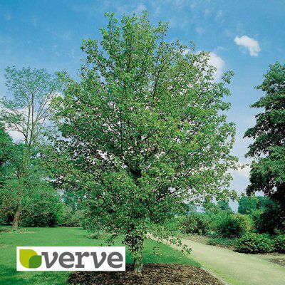 MIXED SPECIES X 75 40 60 | DIY at B&Q