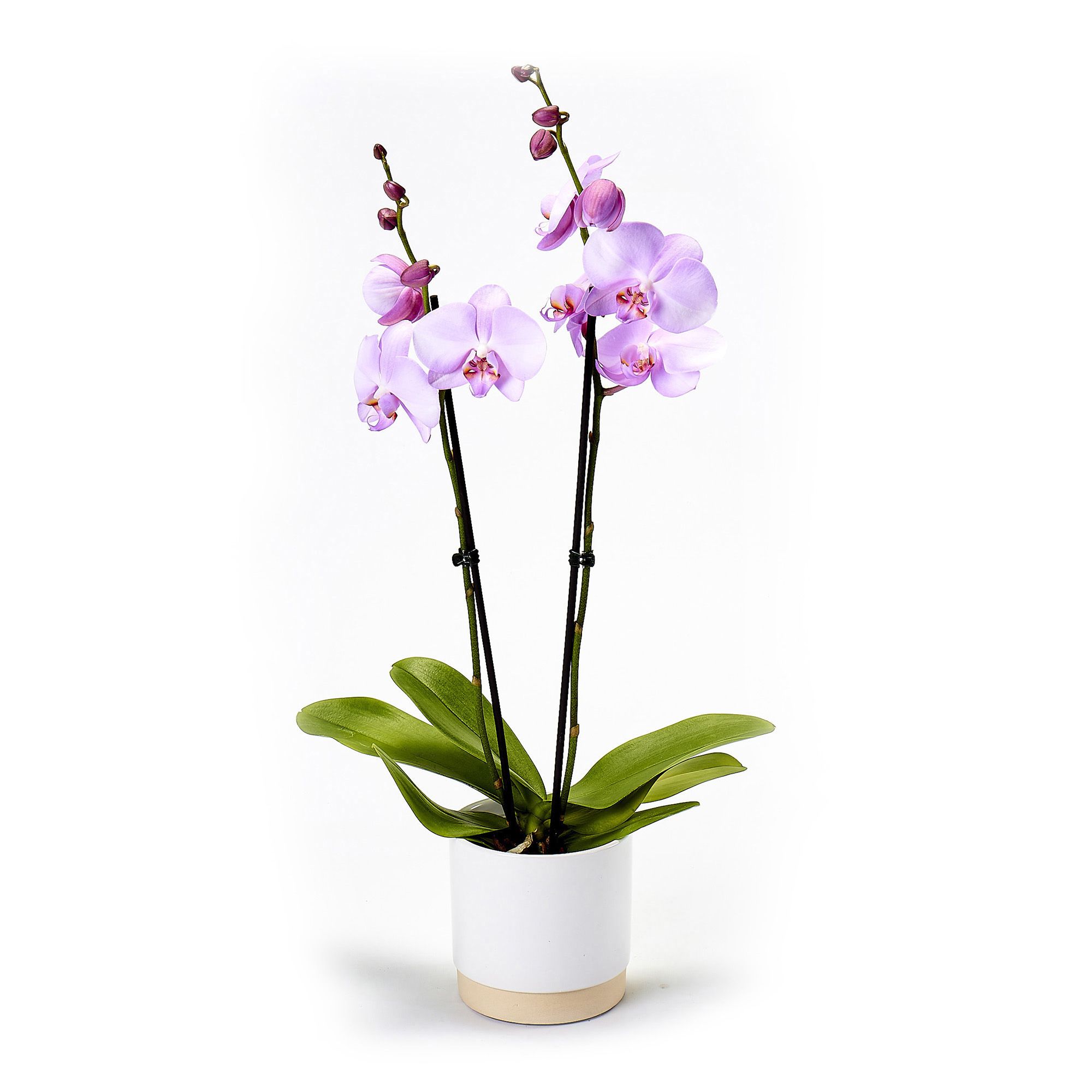 Moth orchid Ceramic Pot | DIY at B&Q