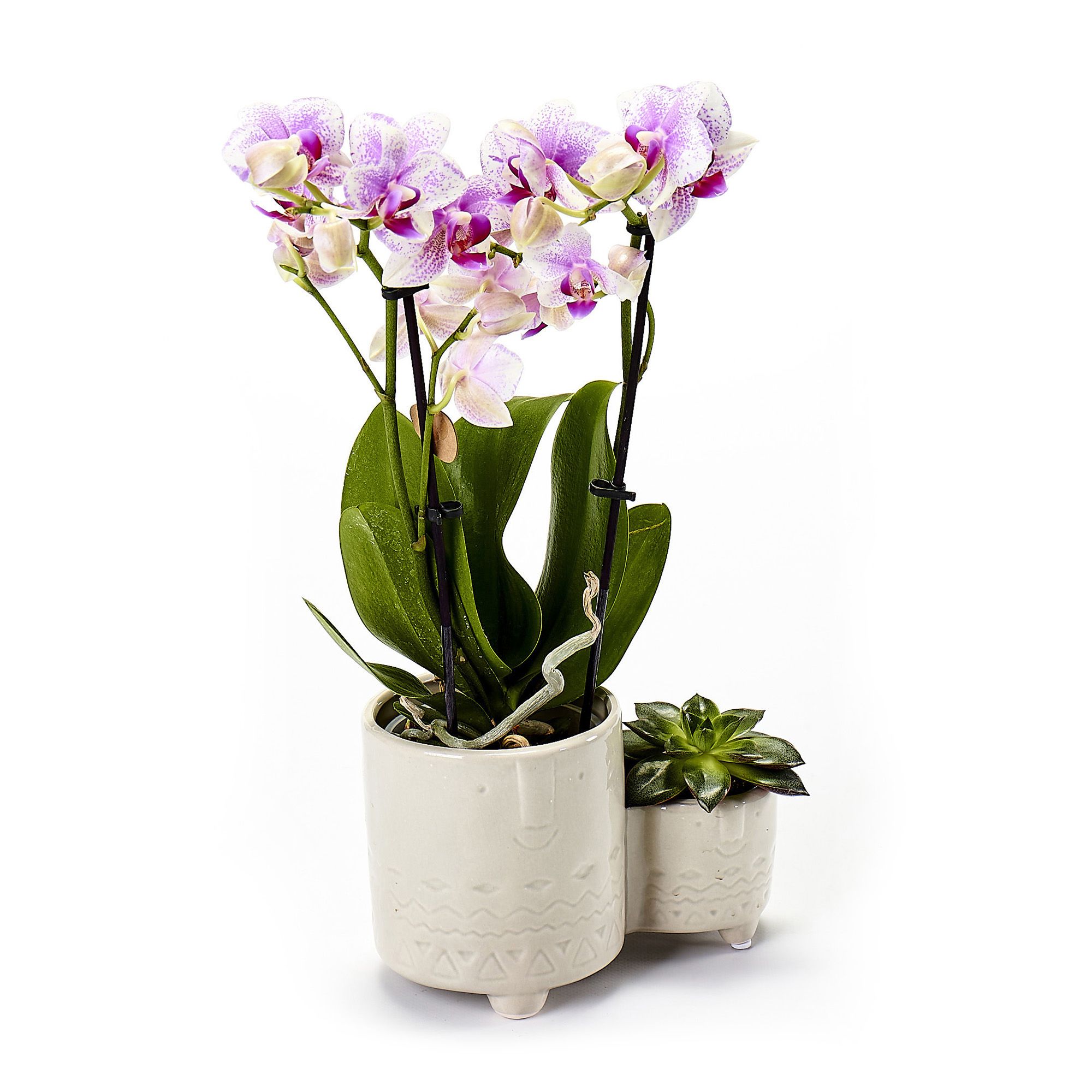 Moth orchid & succulent in Grey Ceramic Pot