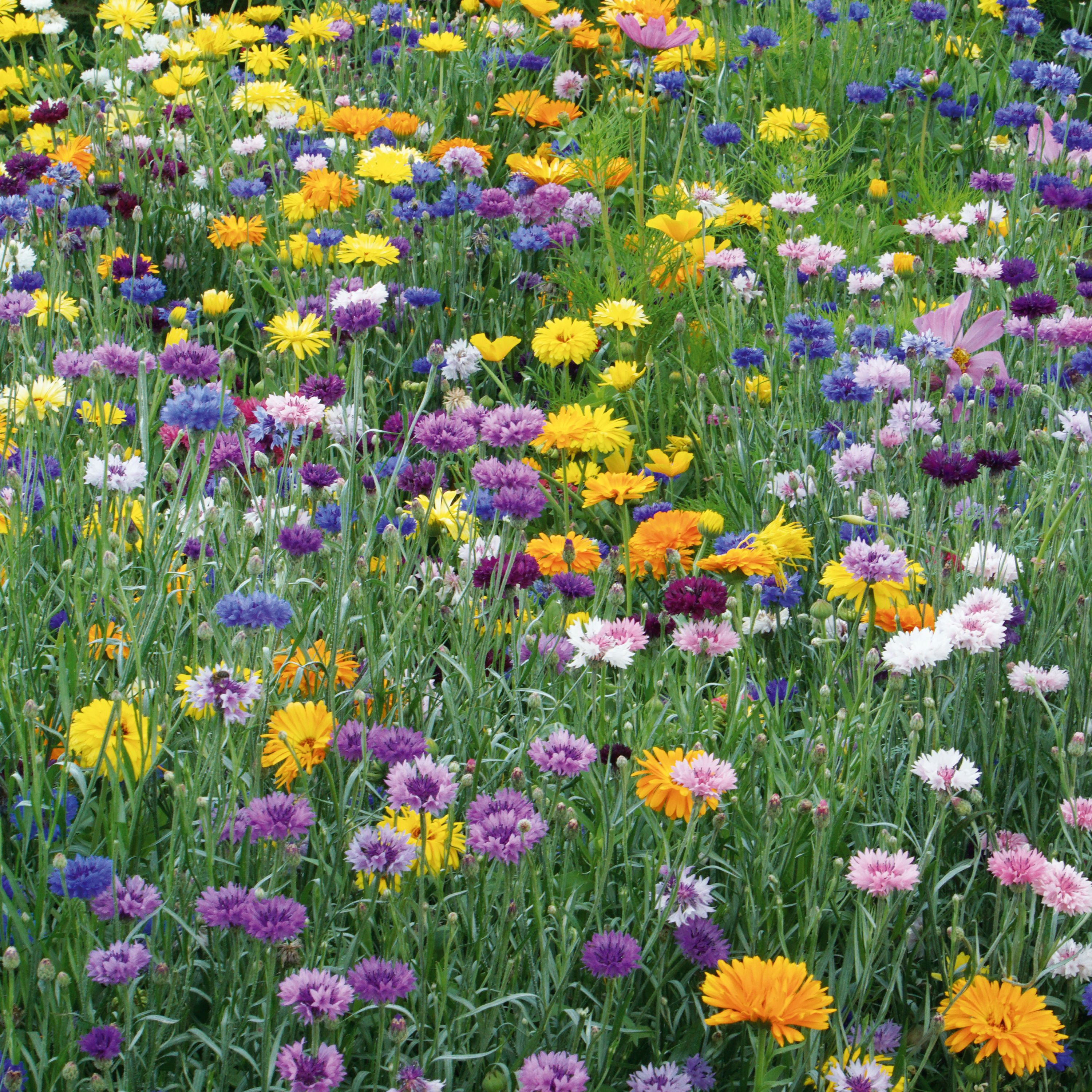 Mr Fothergills RHS Cottage Garden Mix Flower Seeds