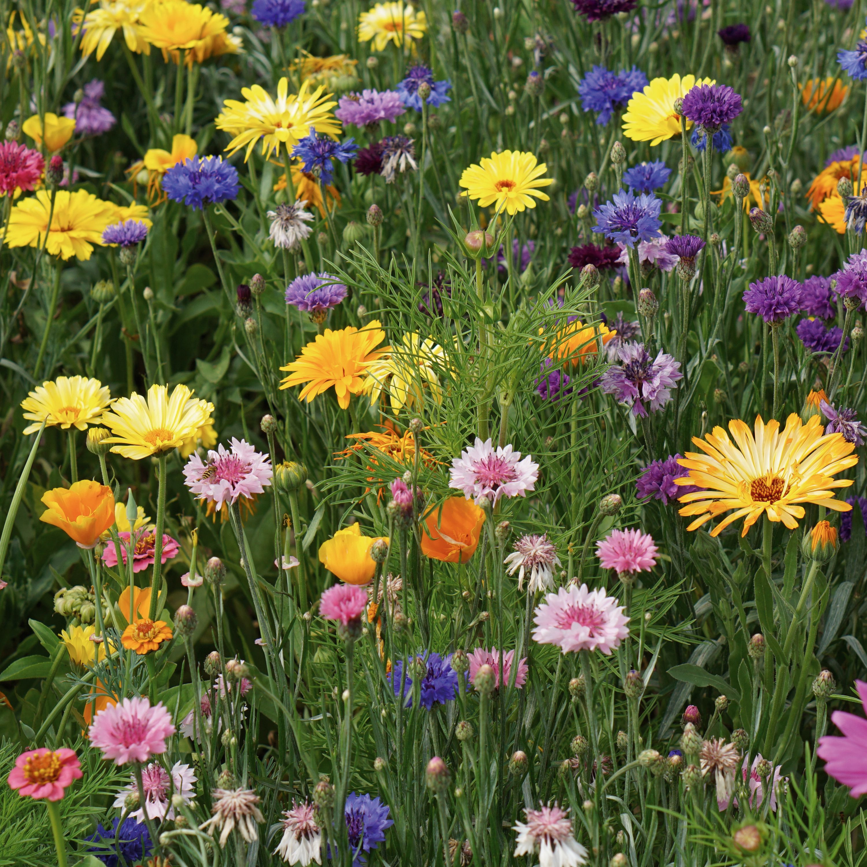 Mr Fothergills RHS For Wildlife Bright mix Flower Seeds