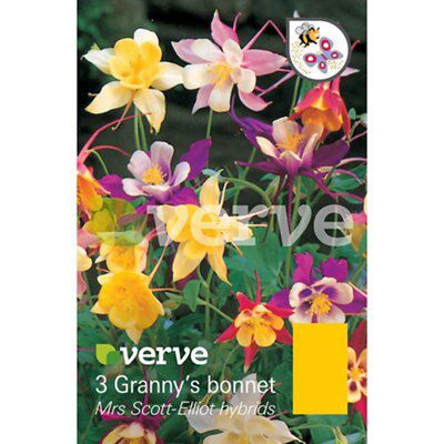 Mrs Scott-Elliot hybrids Flower bulb | DIY at B&Q