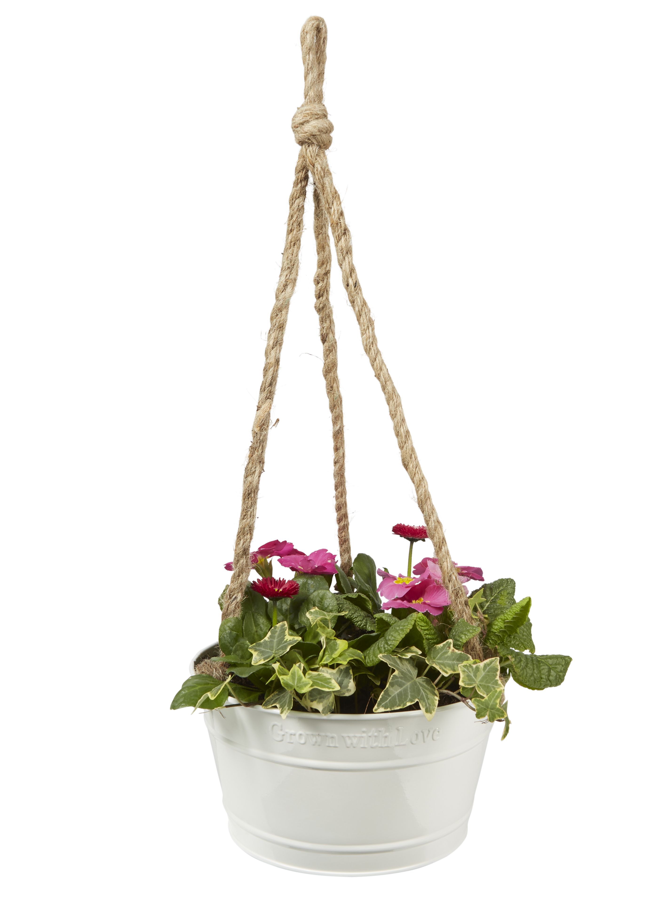 Multicolour Spring & summer Assorted plants Planted hanging basket