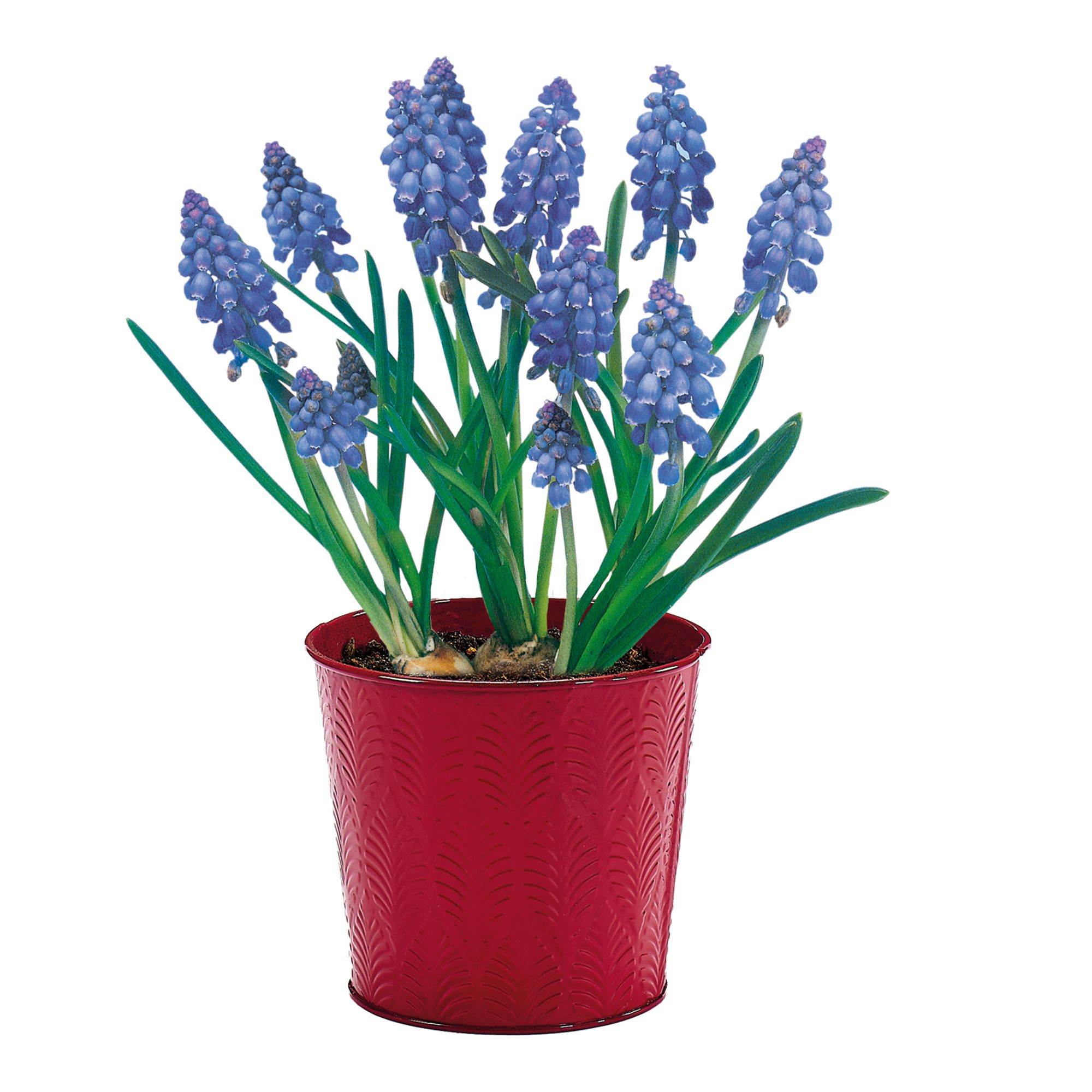 Muscari armeniacum Blue Flower bulb, comes in Tin Container | DIY at B&Q