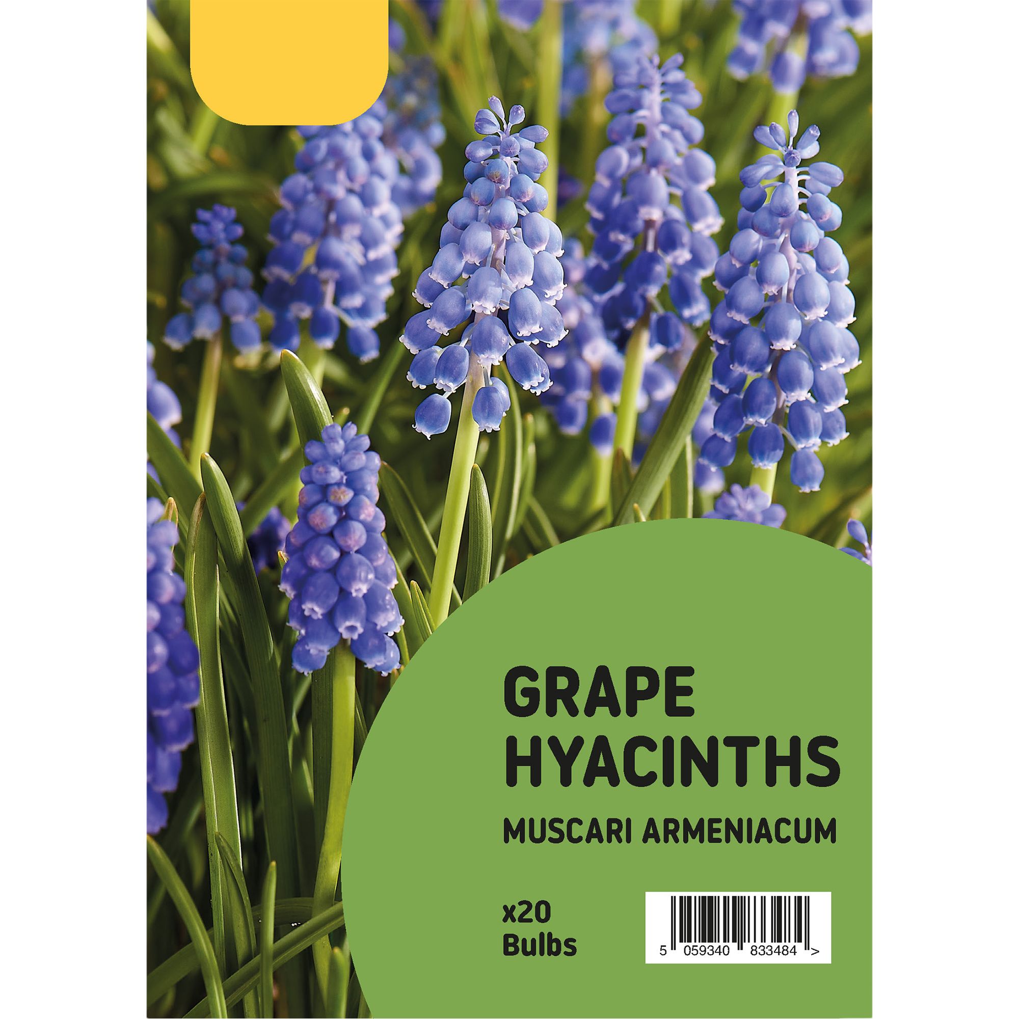 Muscari armeniacum (Grape Hyacinth) Blue Flower bulb of 20 | DIY at B&Q