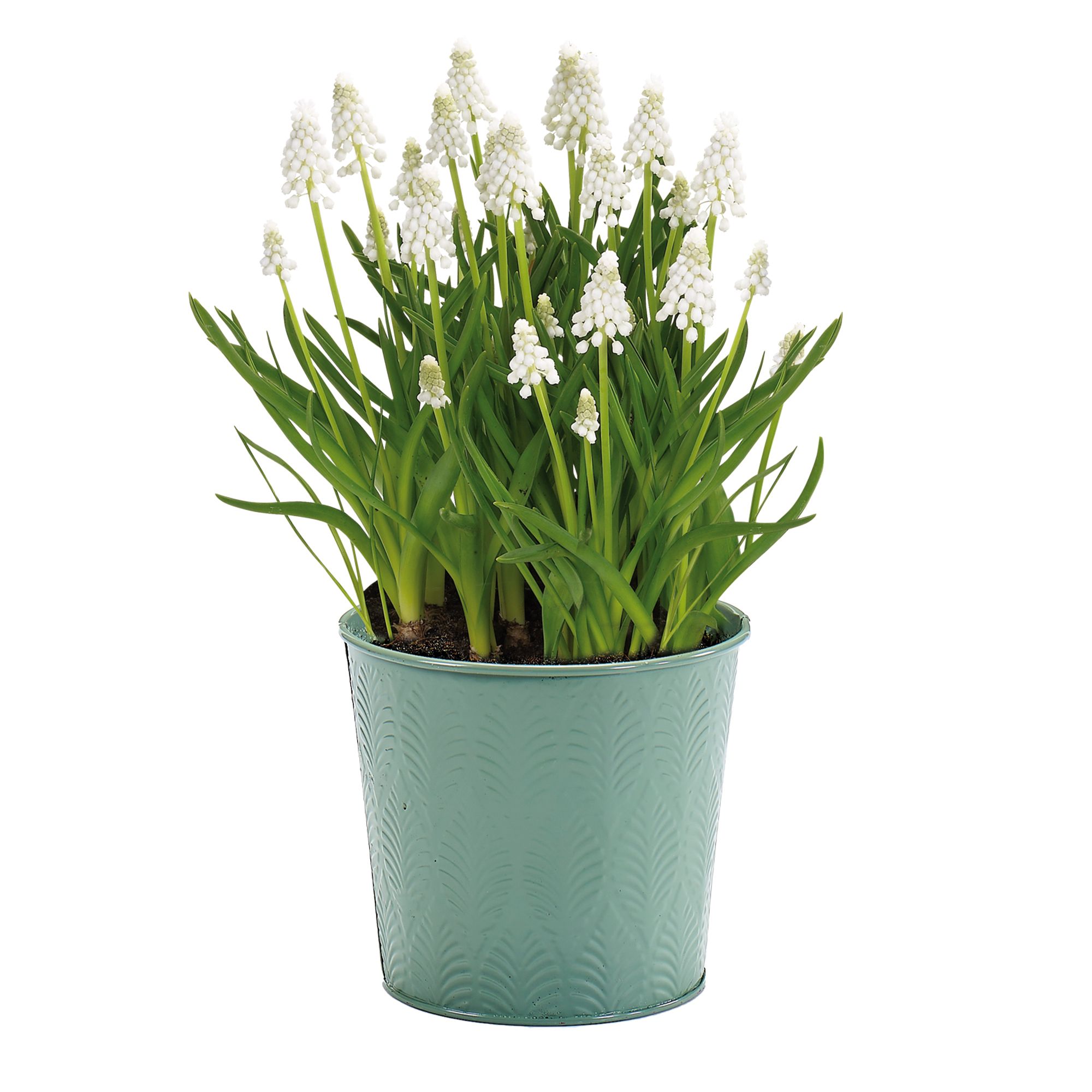 Muscari Siberian Tiger Flower bulb