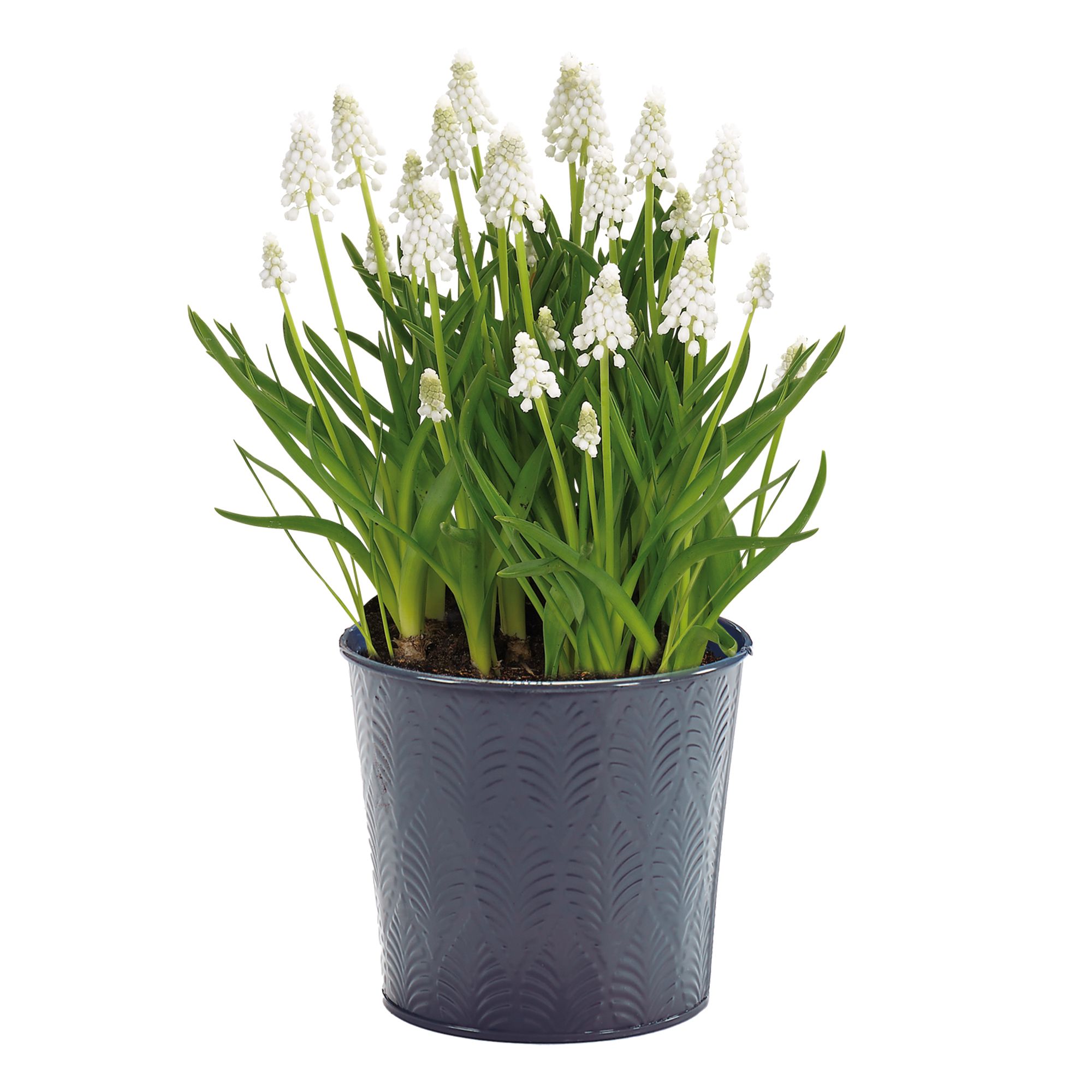 Muscari Siberian Tiger White Flower bulb, comes in Tin Container | DIY ...