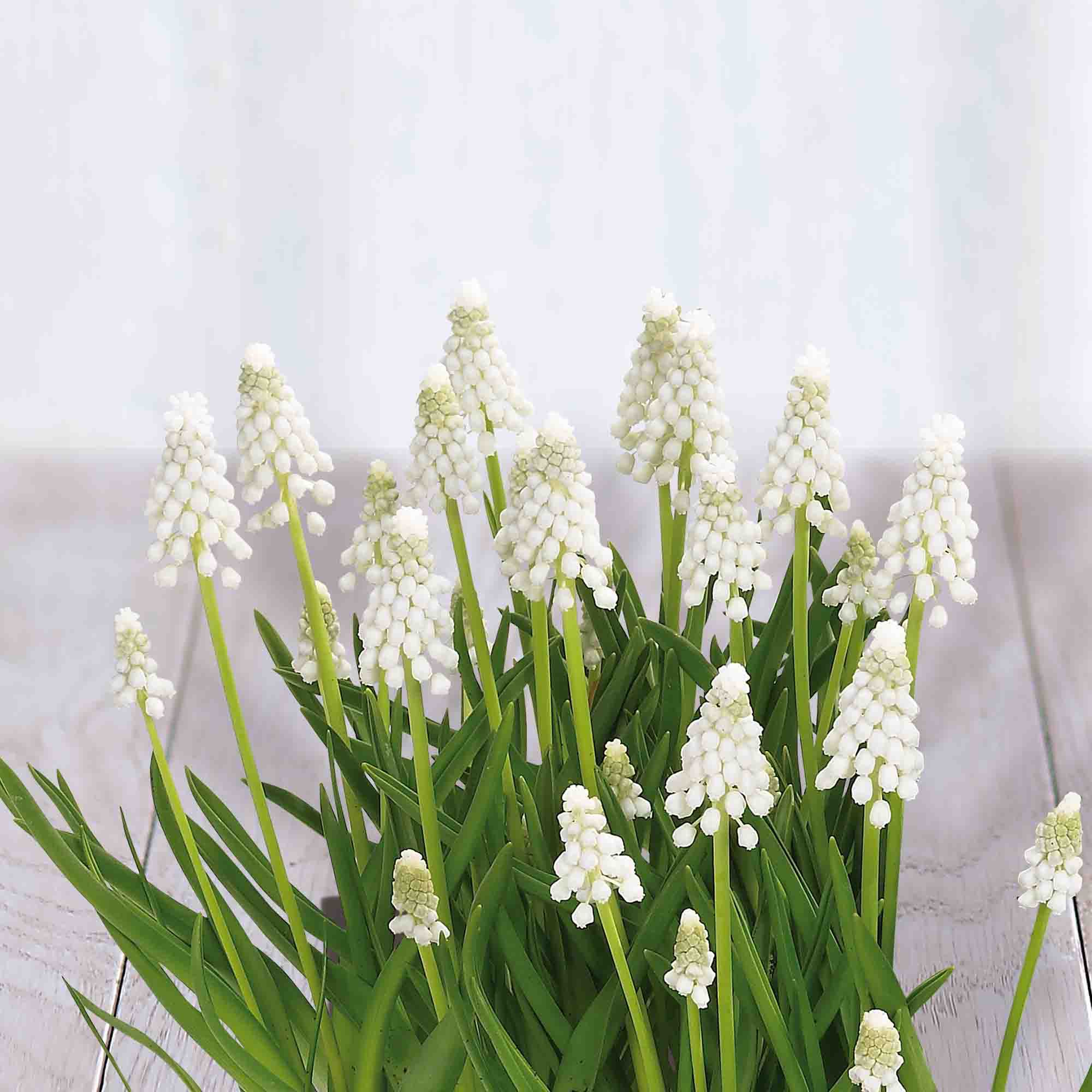 Muscari Siberian Tiger White Flower bulb, comes in Tin Container | DIY ...