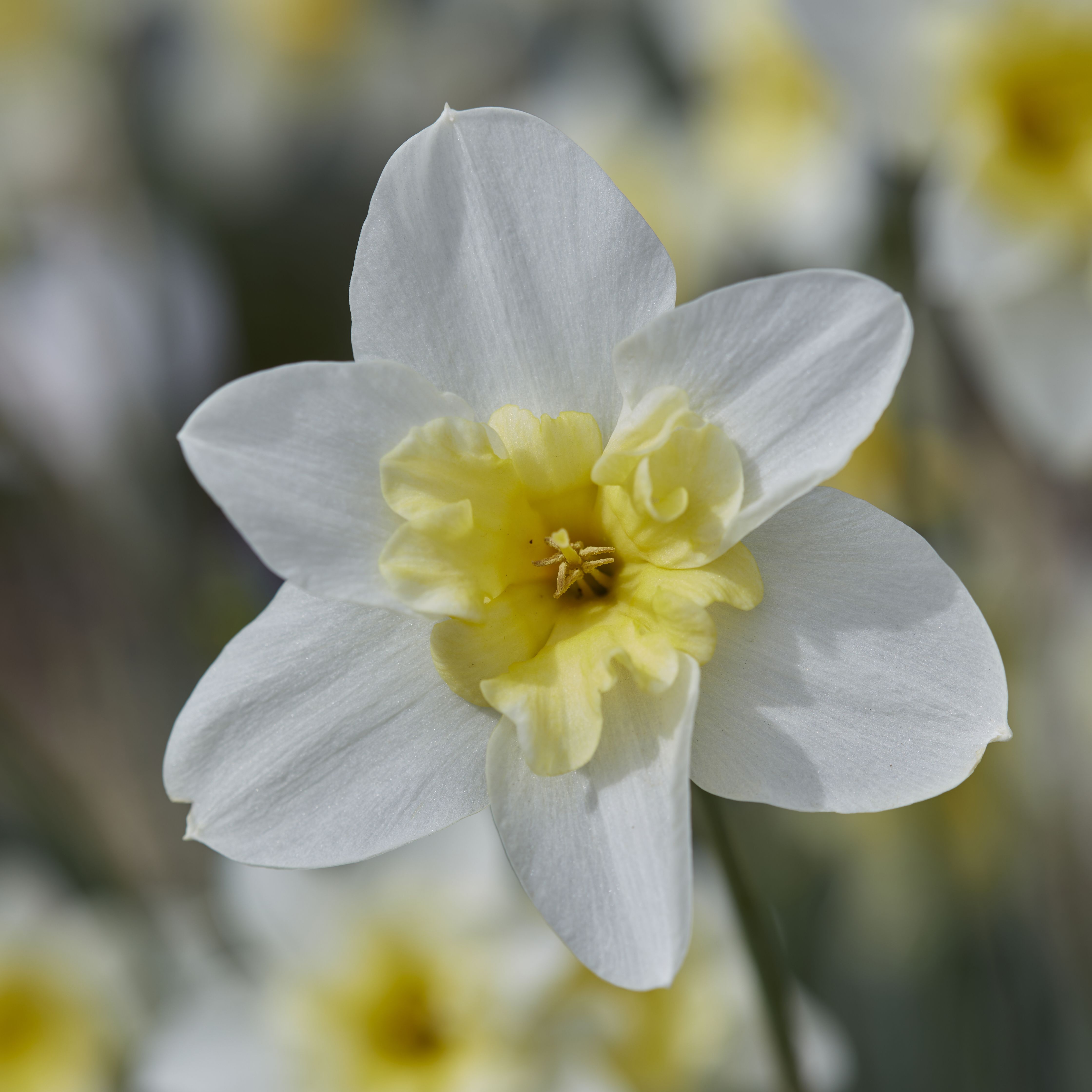 Narcissus Bella Estrella 8 Flower bulbs, Daffodil