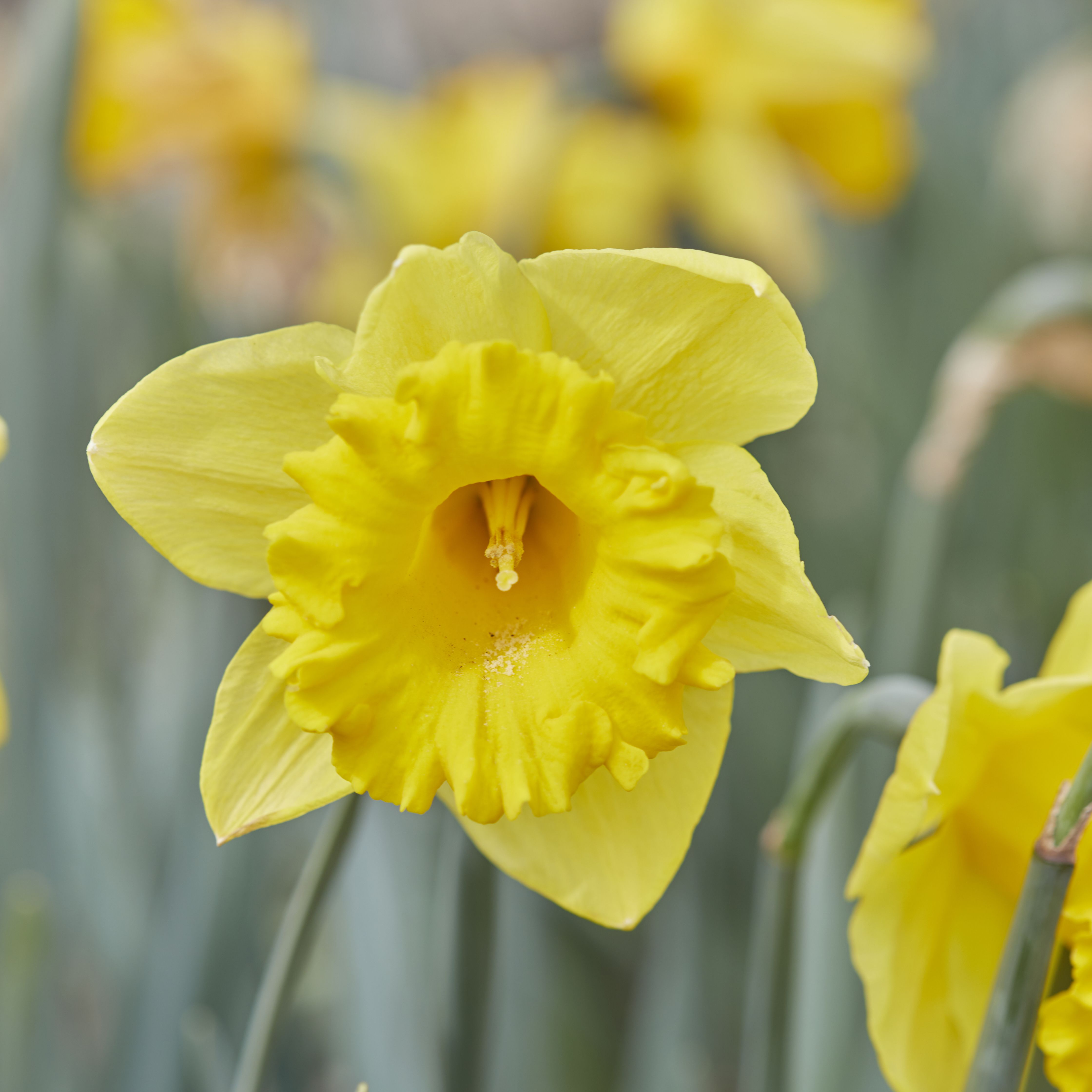 Narcissus Dutch Master 8 Flower bulbs, Tall