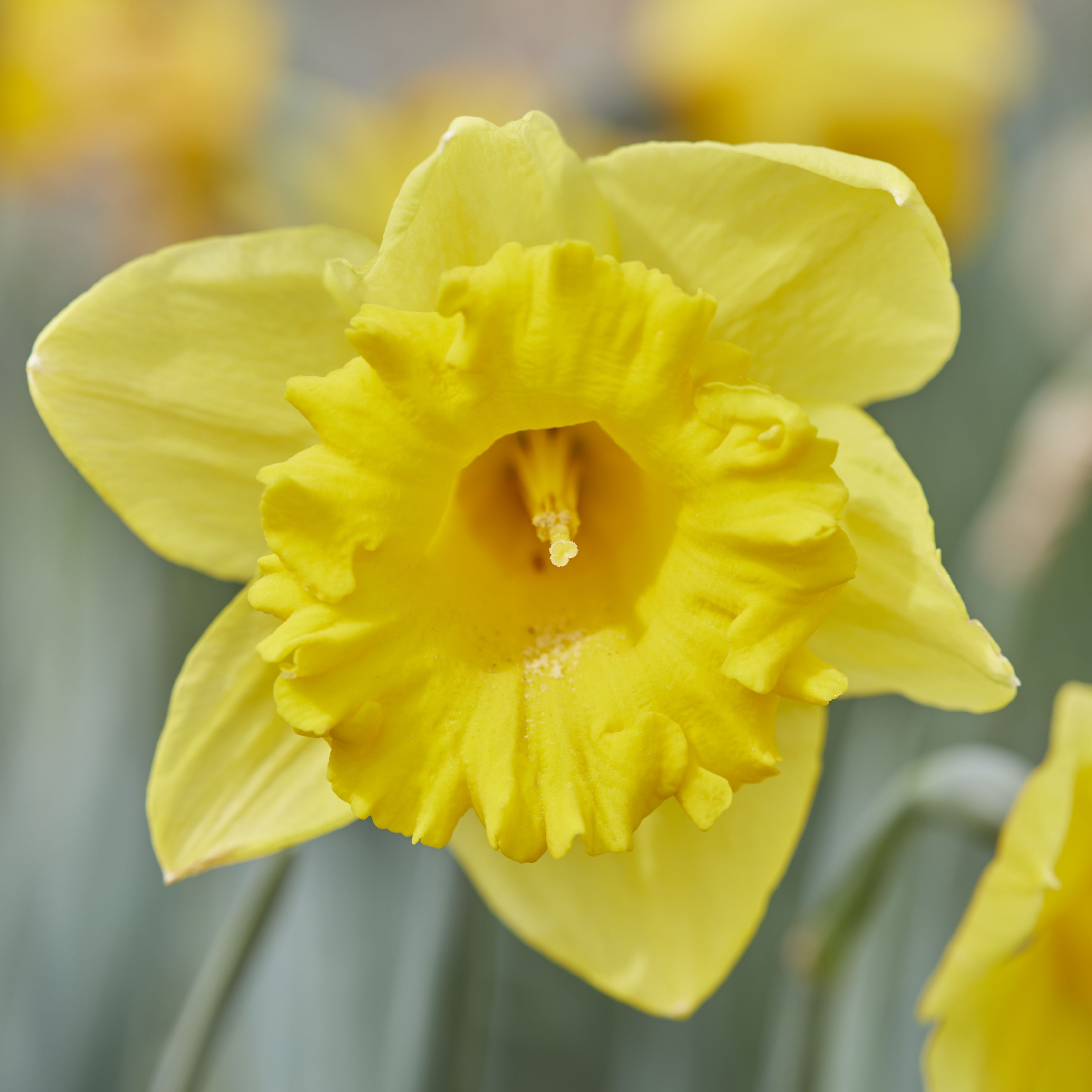 Narcissus Dutch Master 8 Flower bulbs