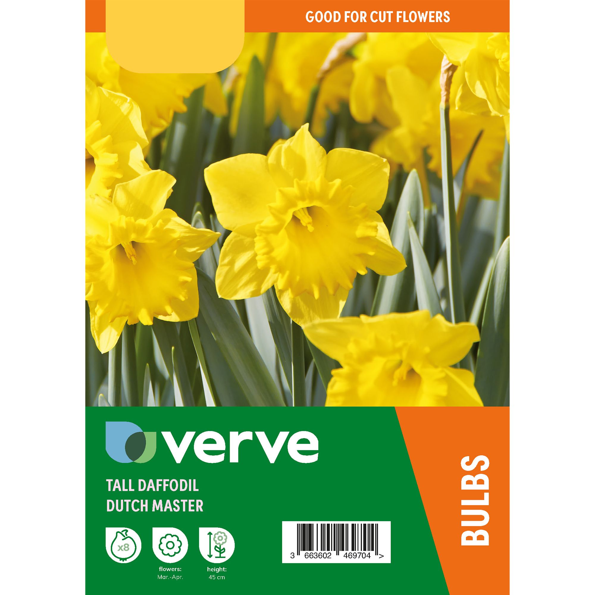Buy Narcissus Dutch Master 8 Flower bulbs | DIY at B&Q