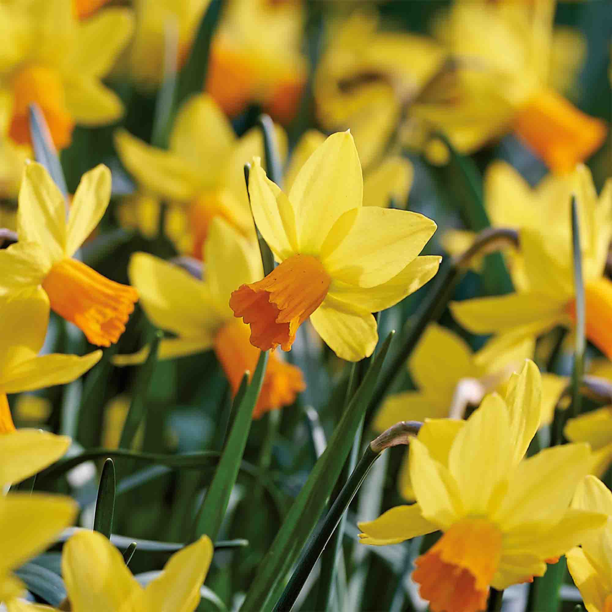 Narcissus Jetfire 10 Flower bulbs, Dwarf Daffodil