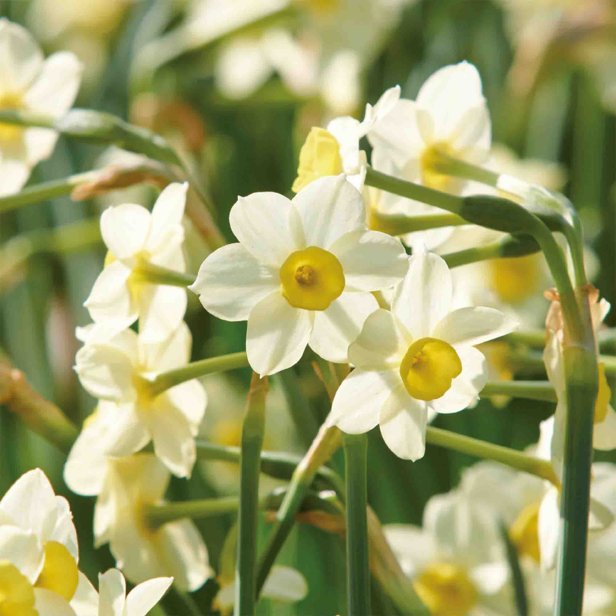 Narcissus Minnow 10 Flower bulbs, Dwarf Daffodil