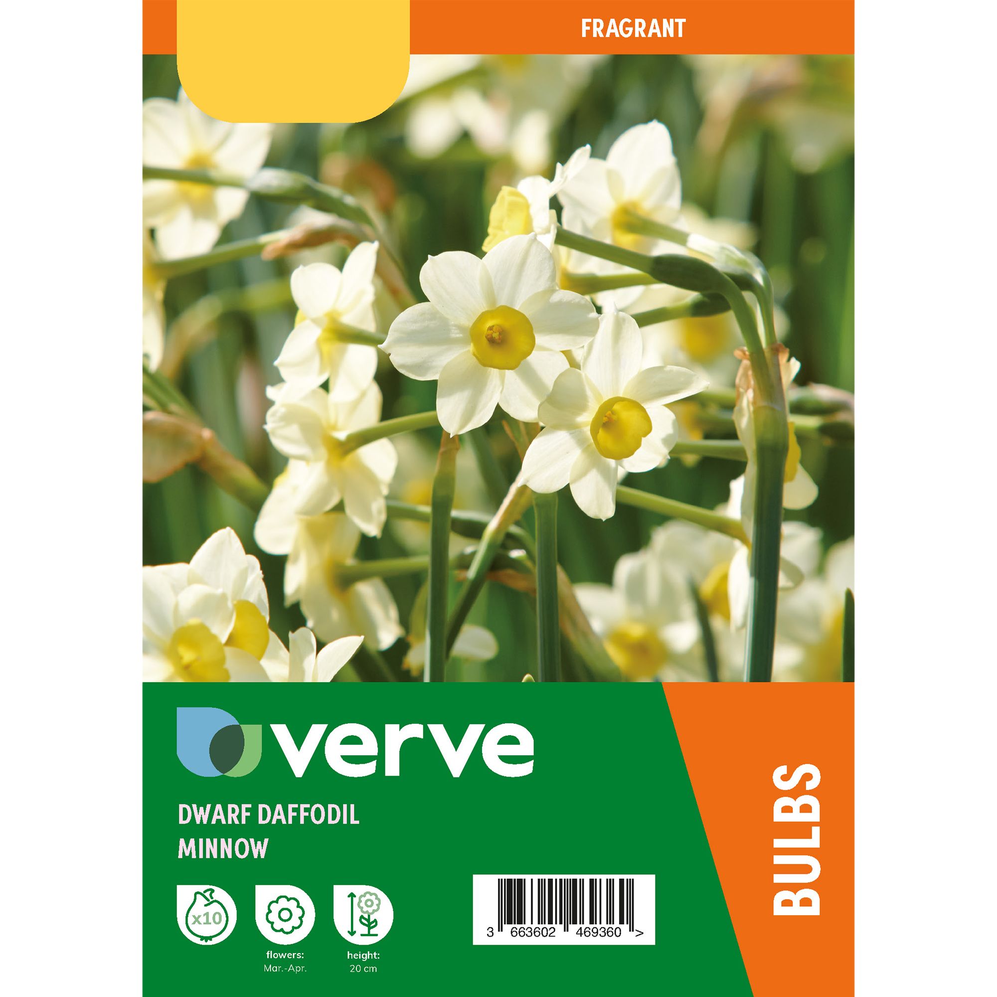 Narcissus Minnow Yellow Flower bulb Pack of 10 | DIY at B&Q