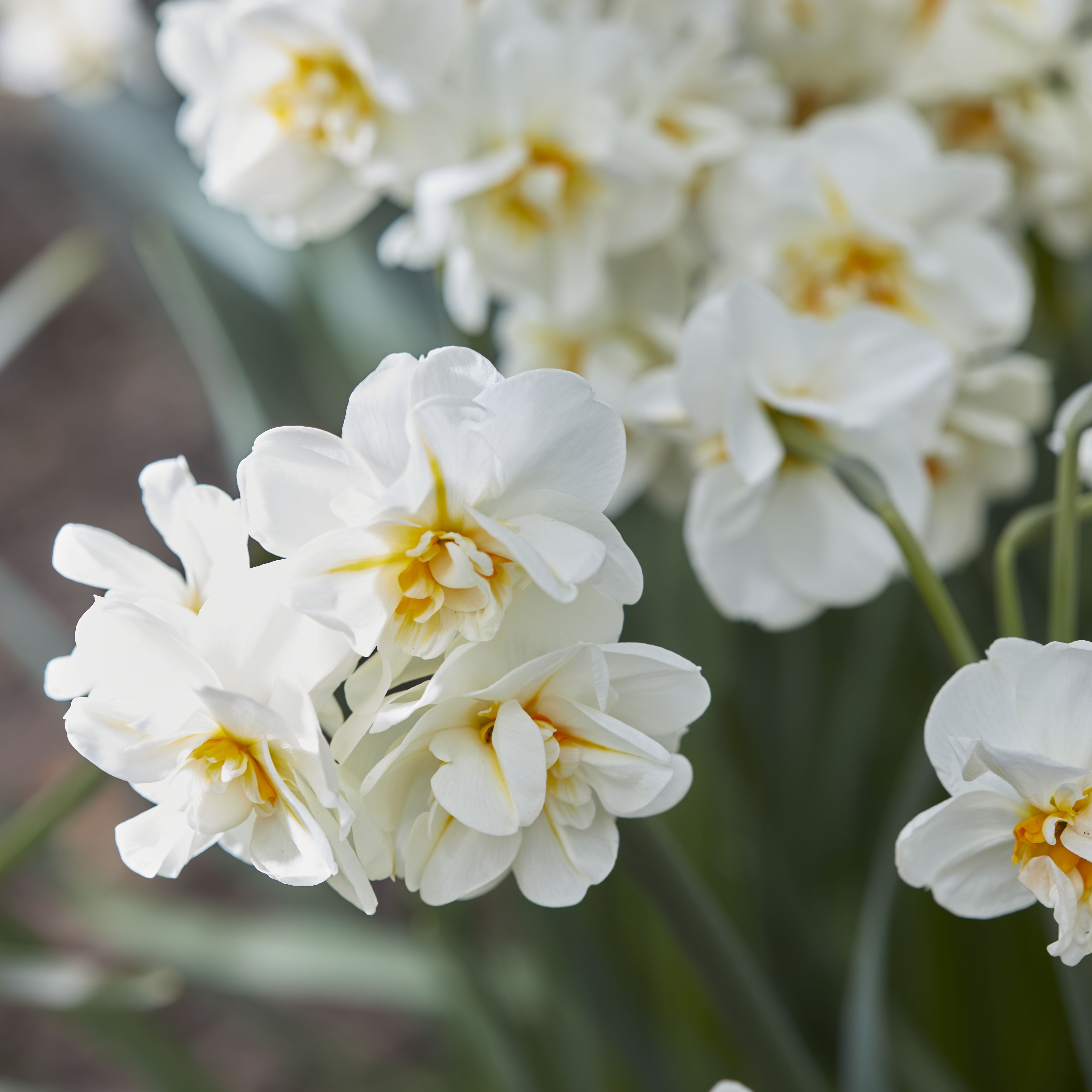 Narcissus Sir Winston Churchill 8 Flower bulbs, Tall