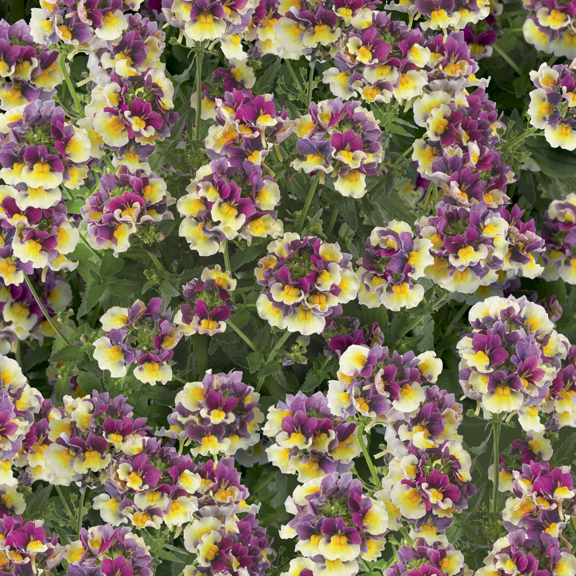 Nemesia Yellow Summer Bedding plant 13cm, Pack of 4 | DIY at B&Q