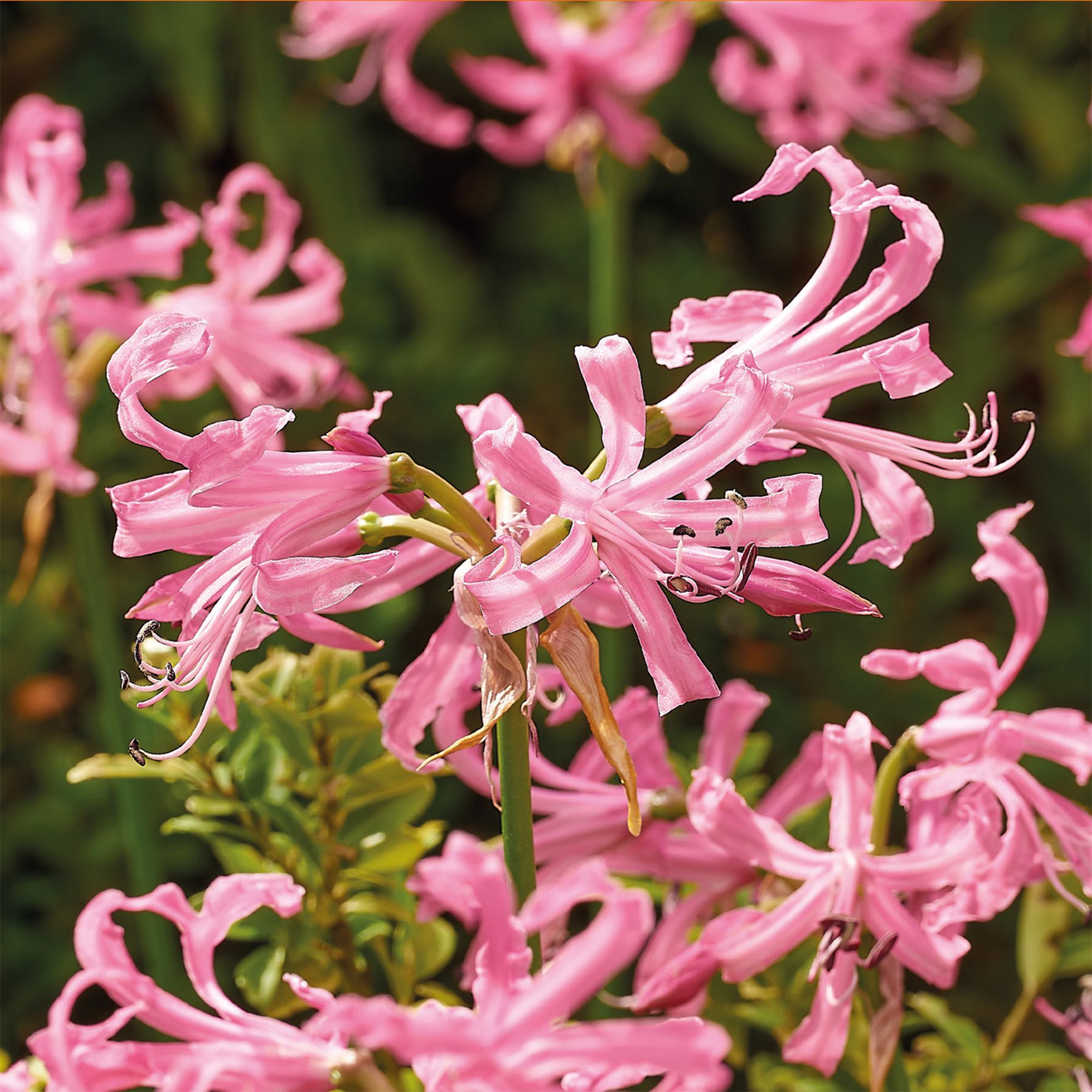 Nerine 2 Flower bulbs
