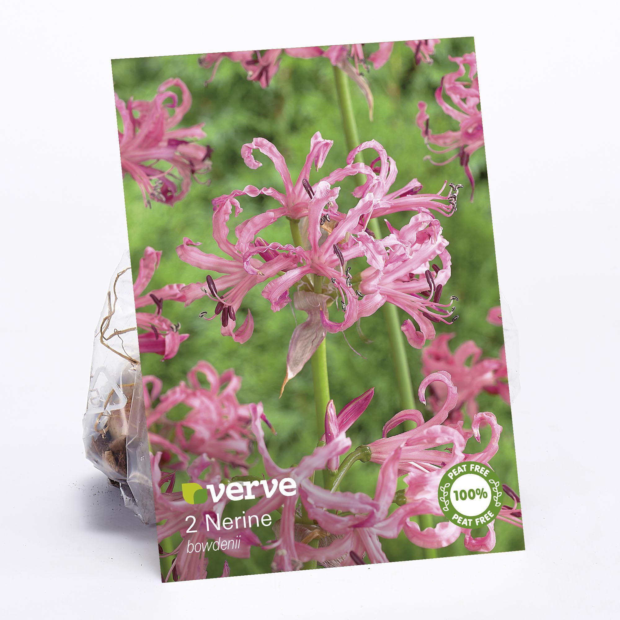 Nerine Flower bulb, Pack of 2 | DIY at B&Q