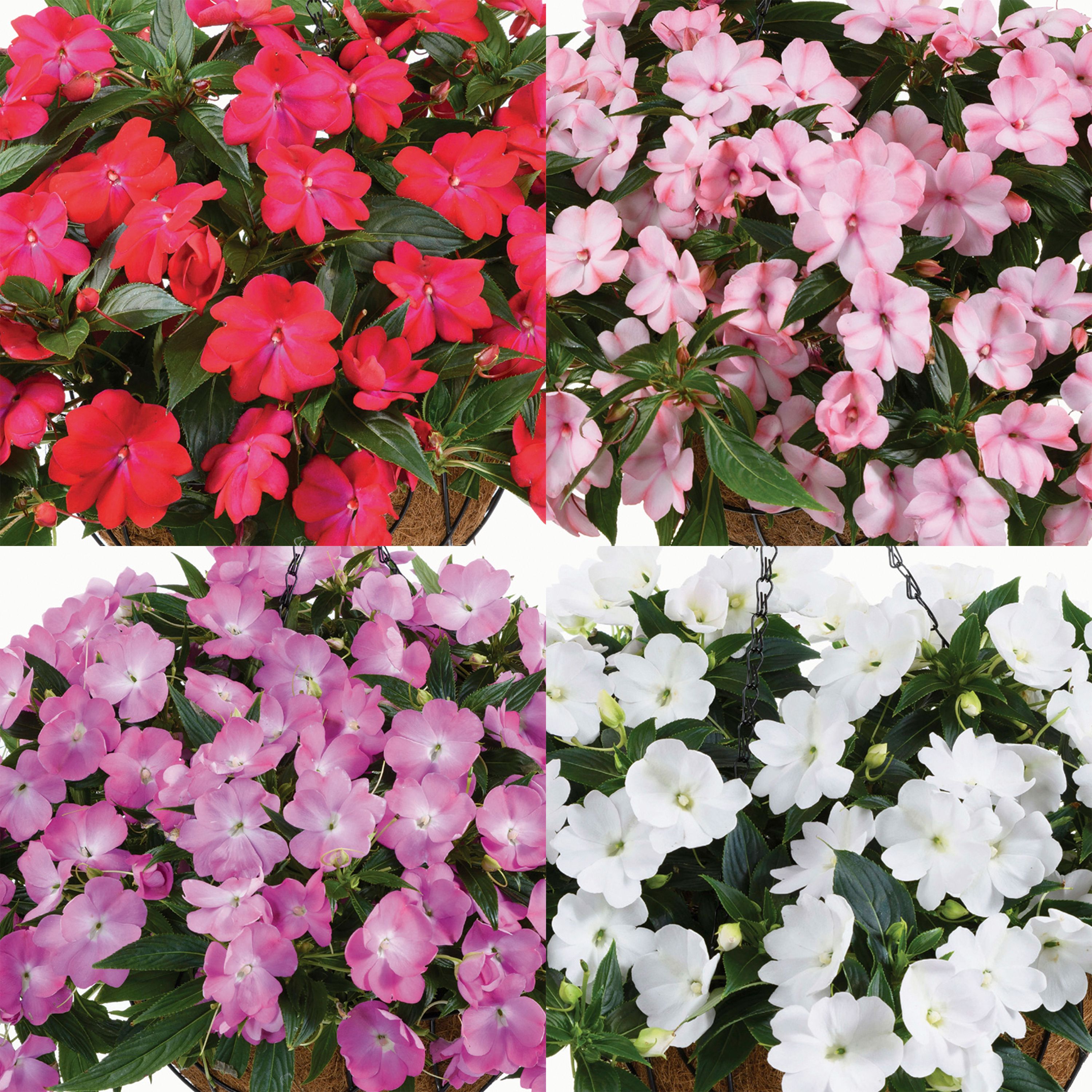 New Guinea Impatiens Trailing Summer Bedding plant 13cm, Pack of 4 ...