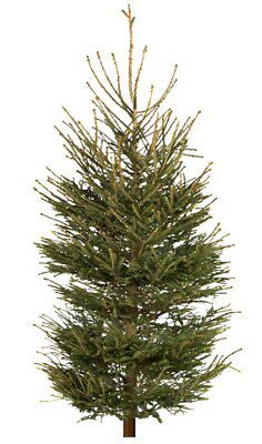 Norway spruce Full Real cut Christmas tree