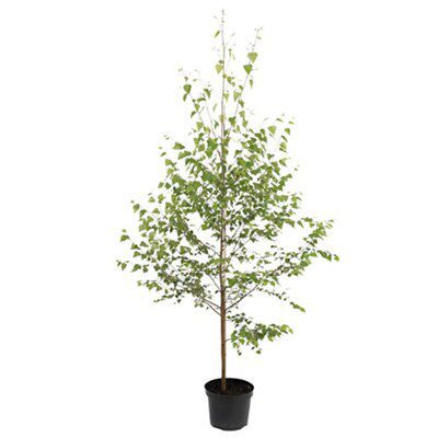 Ornamental tree at B&Q