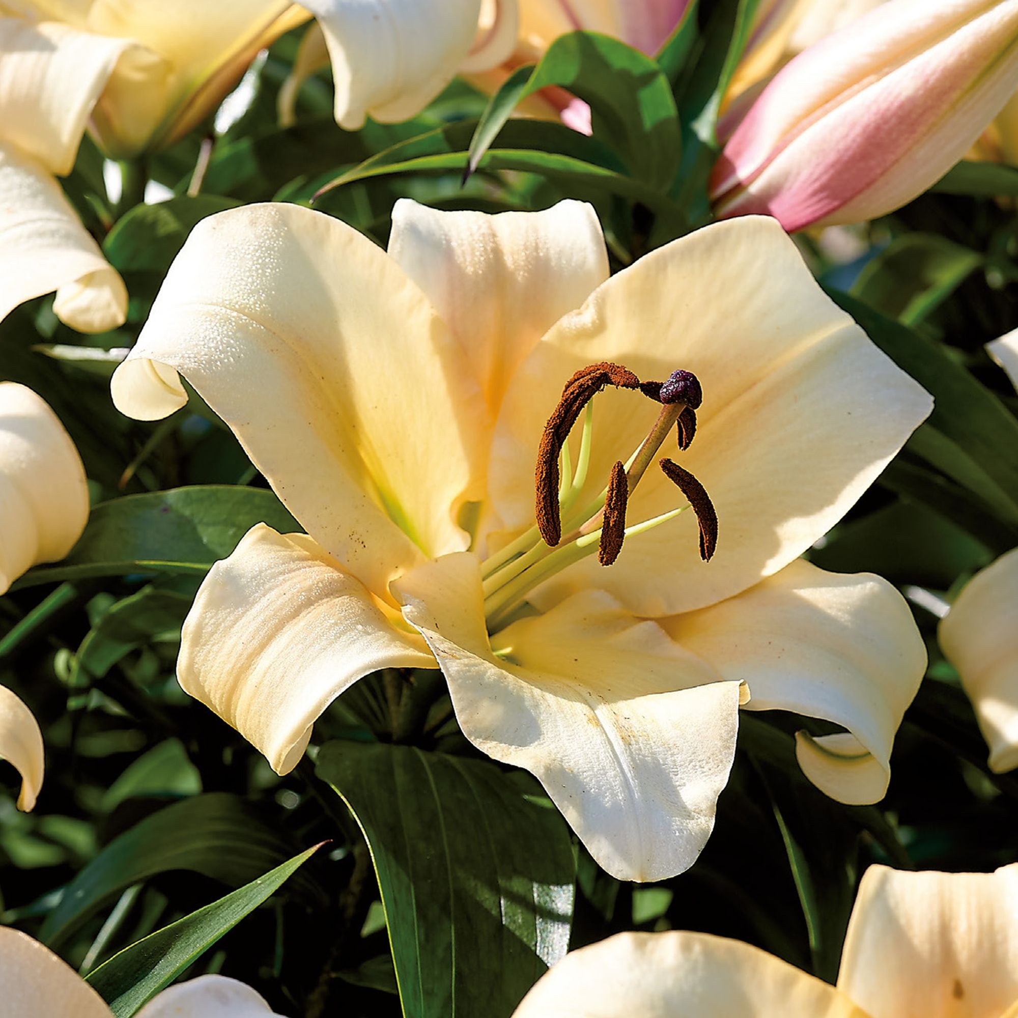 OT-hybrid Lily Conca D'Or 3 Flower bulbs