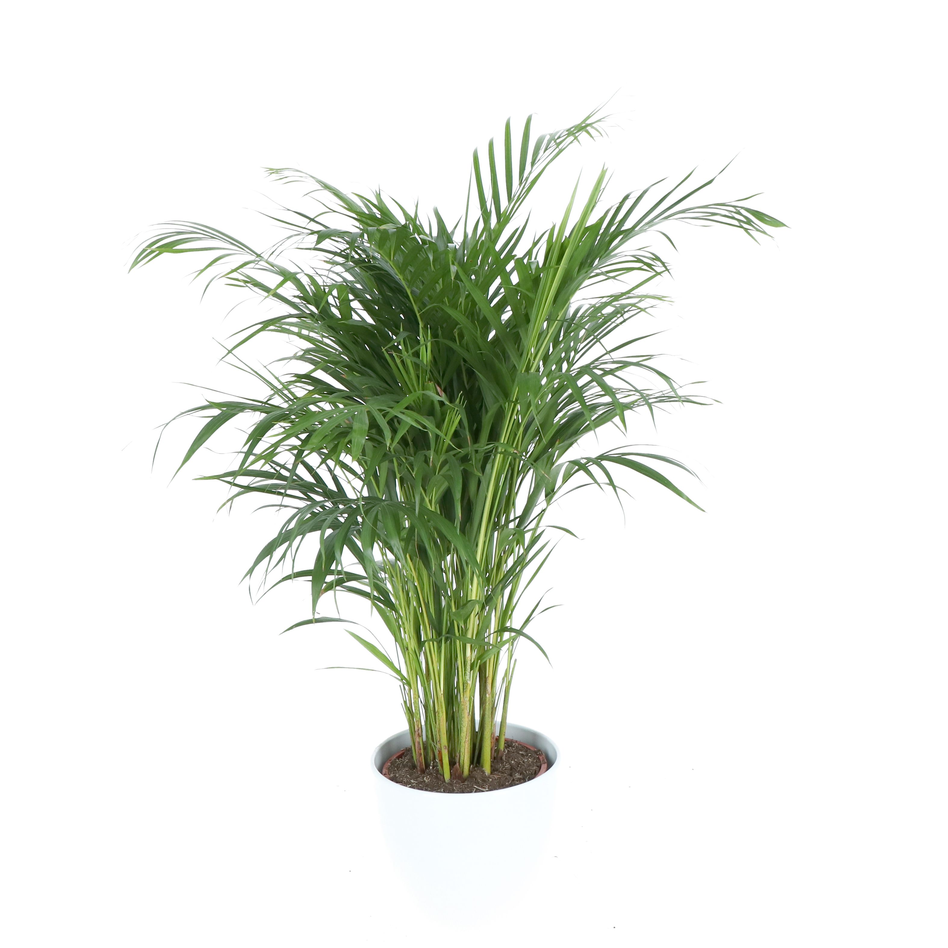 Palm in Ceramic Pot 27cm