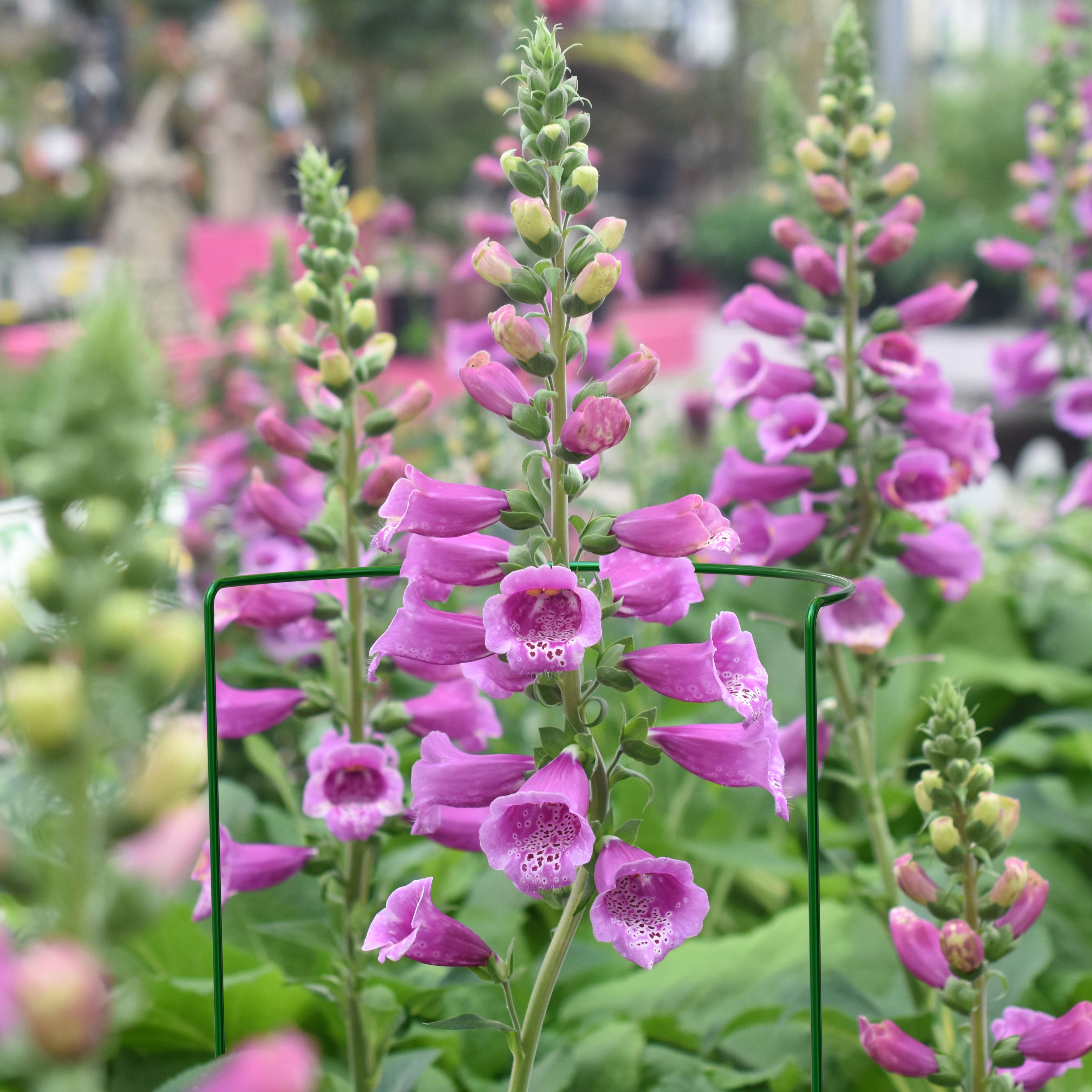 Panacea Steel Curved Plant support frame (L)76cm (Dia)30cm, Pack of 3