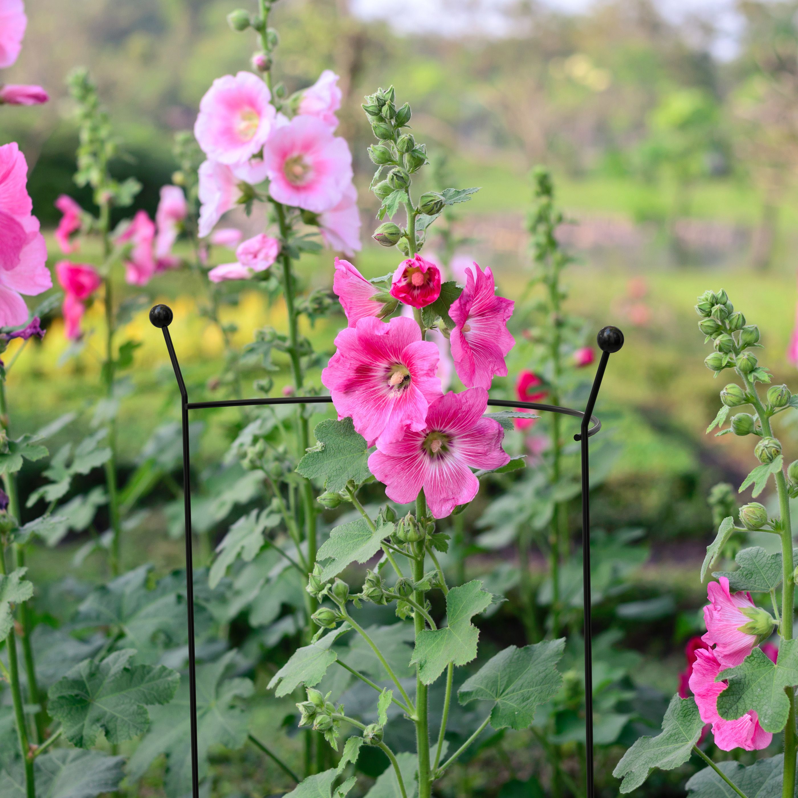 Panacea Steel Curved Plant support (L)76cm (Dia)46cm