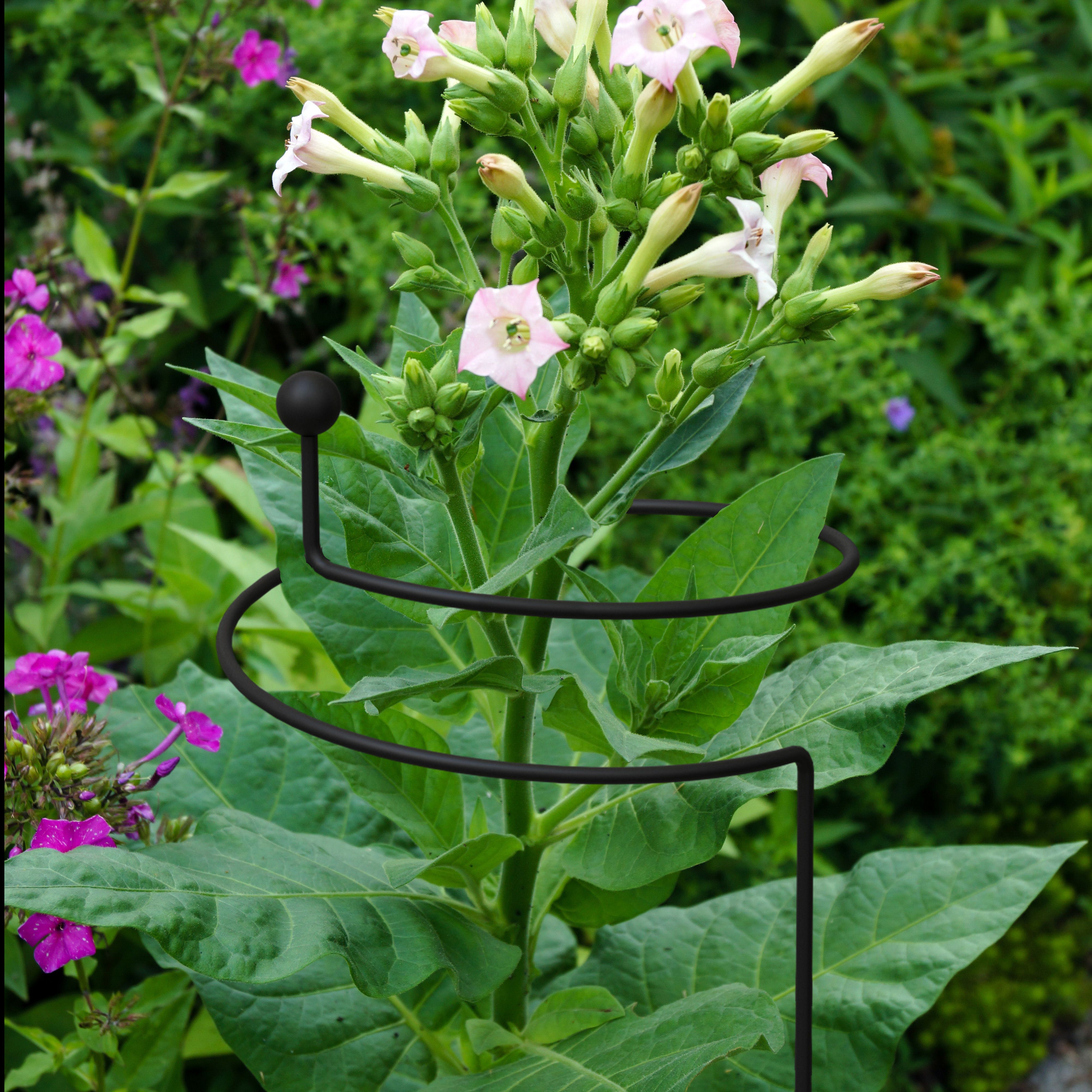 Panacea Steel Single stem Plant support (L)75cm (Dia)15cm