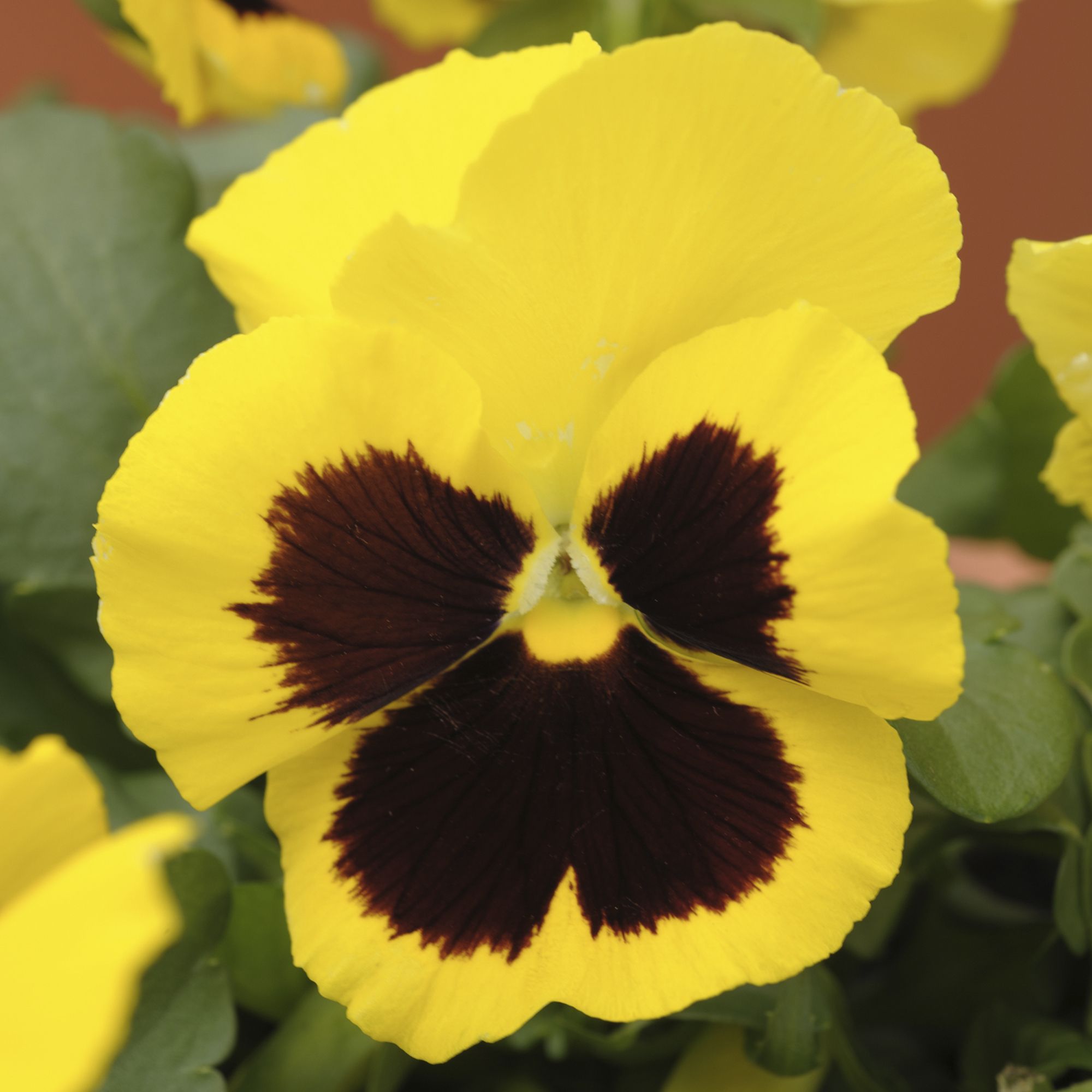 Delta Red Pansy With Yellow Wing