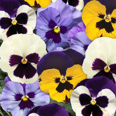 PANSY OCEAN BREEZE COLLECTION | DIY at B&Q