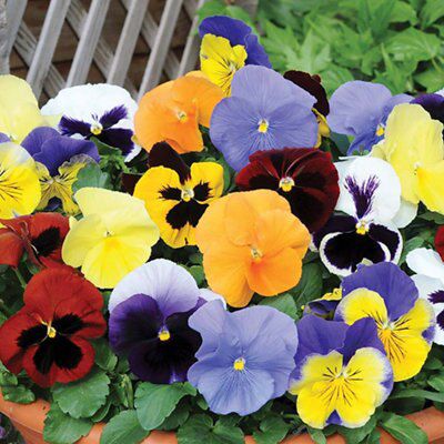 Pansy Spring Shrub, Pack of 1 | DIY at B&Q