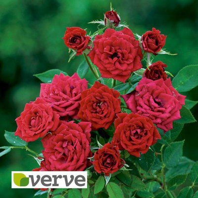 PATIO ROSES- RED RASCAL | DIY at B&Q